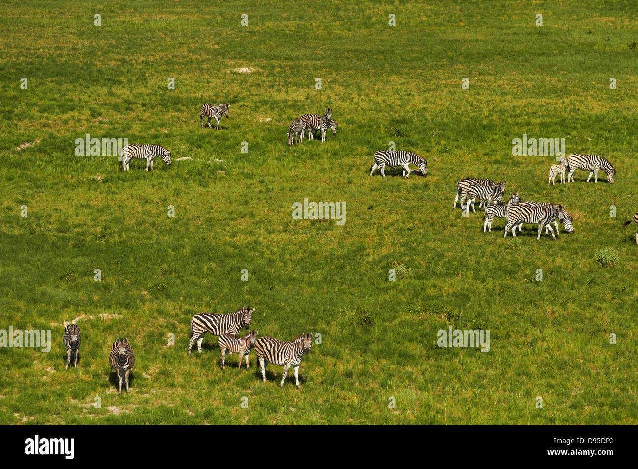 Zebra, Okavango Delta, Botswana, Afrika-Antenne Stockfotografie - Alamy