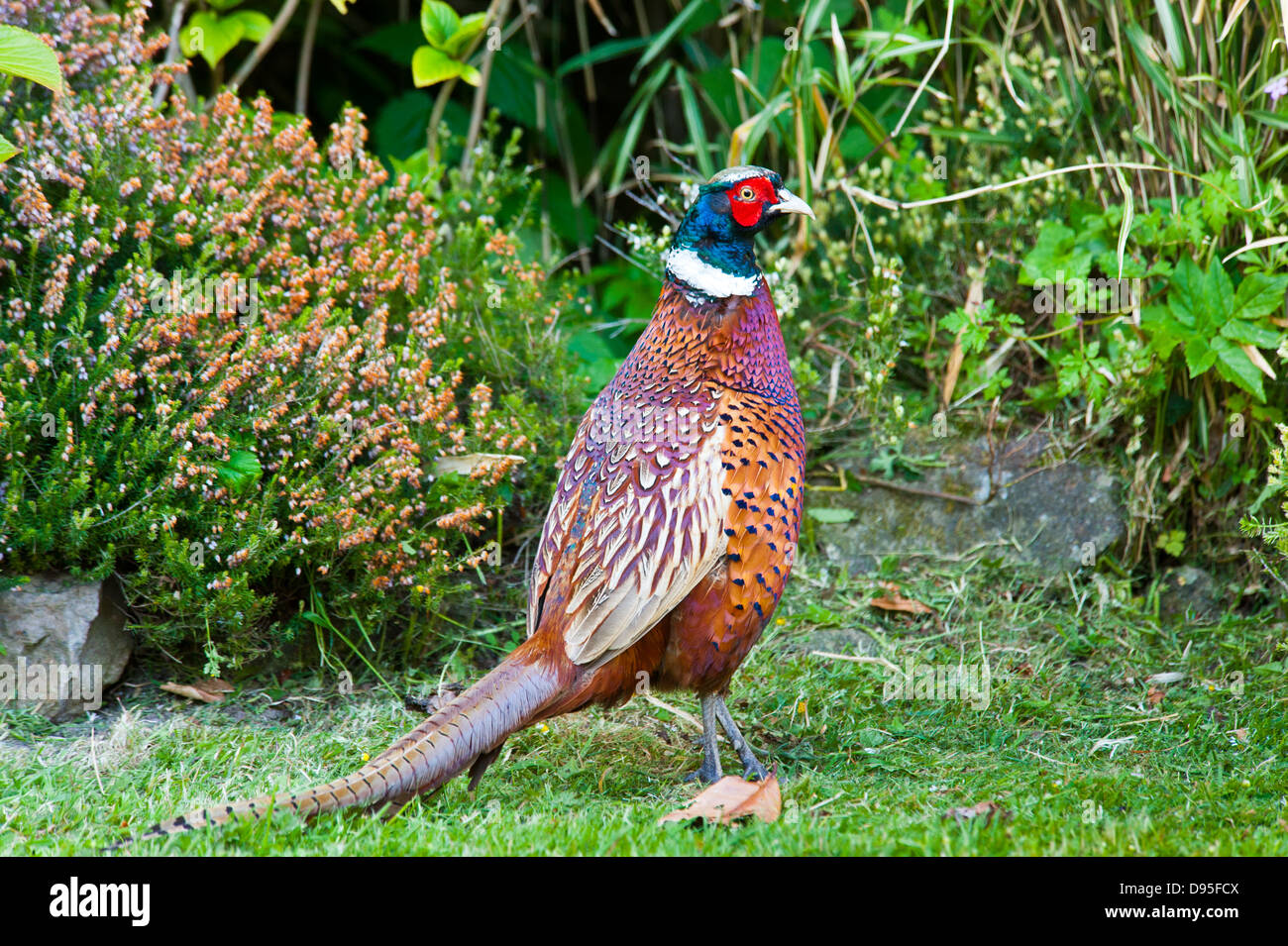 Dulas anglesey -Fotos und -Bildmaterial in hoher Auflösung – Alamy