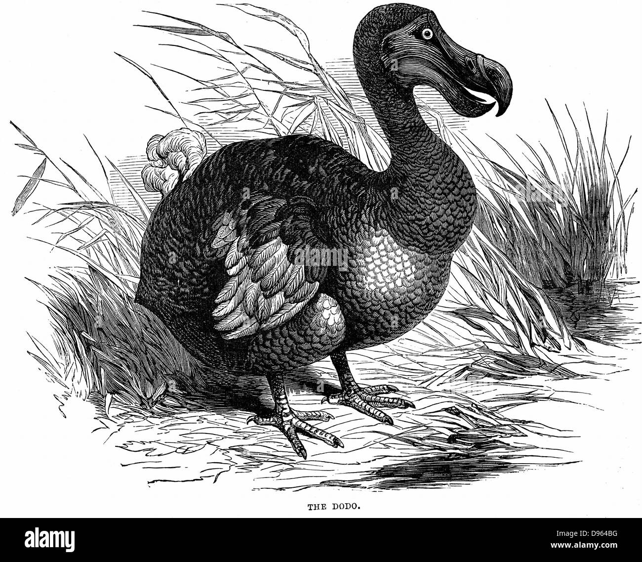 Dodo bird raphus cucullatus extinct -Fotos und -Bildmaterial in hoher ...