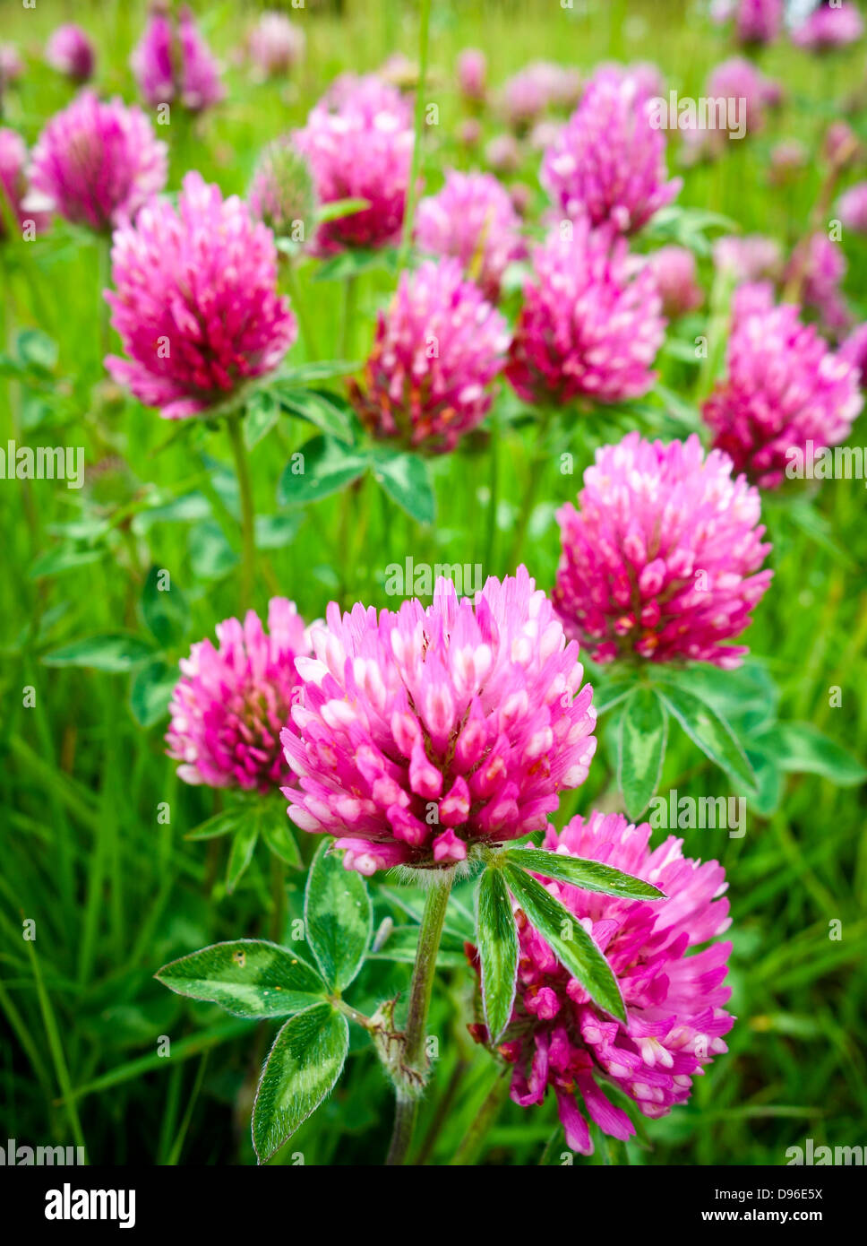 Roter kleeblatt -Fotos und -Bildmaterial in hoher Auflösung – Alamy
