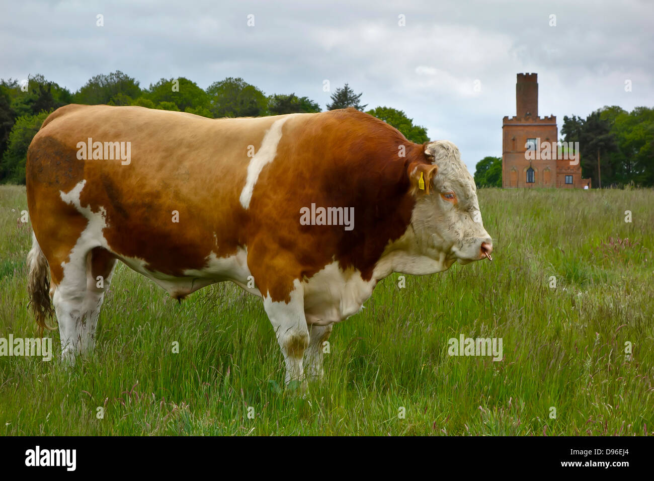 Simmental bull -Fotos und -Bildmaterial in hoher Auflösung – Alamy