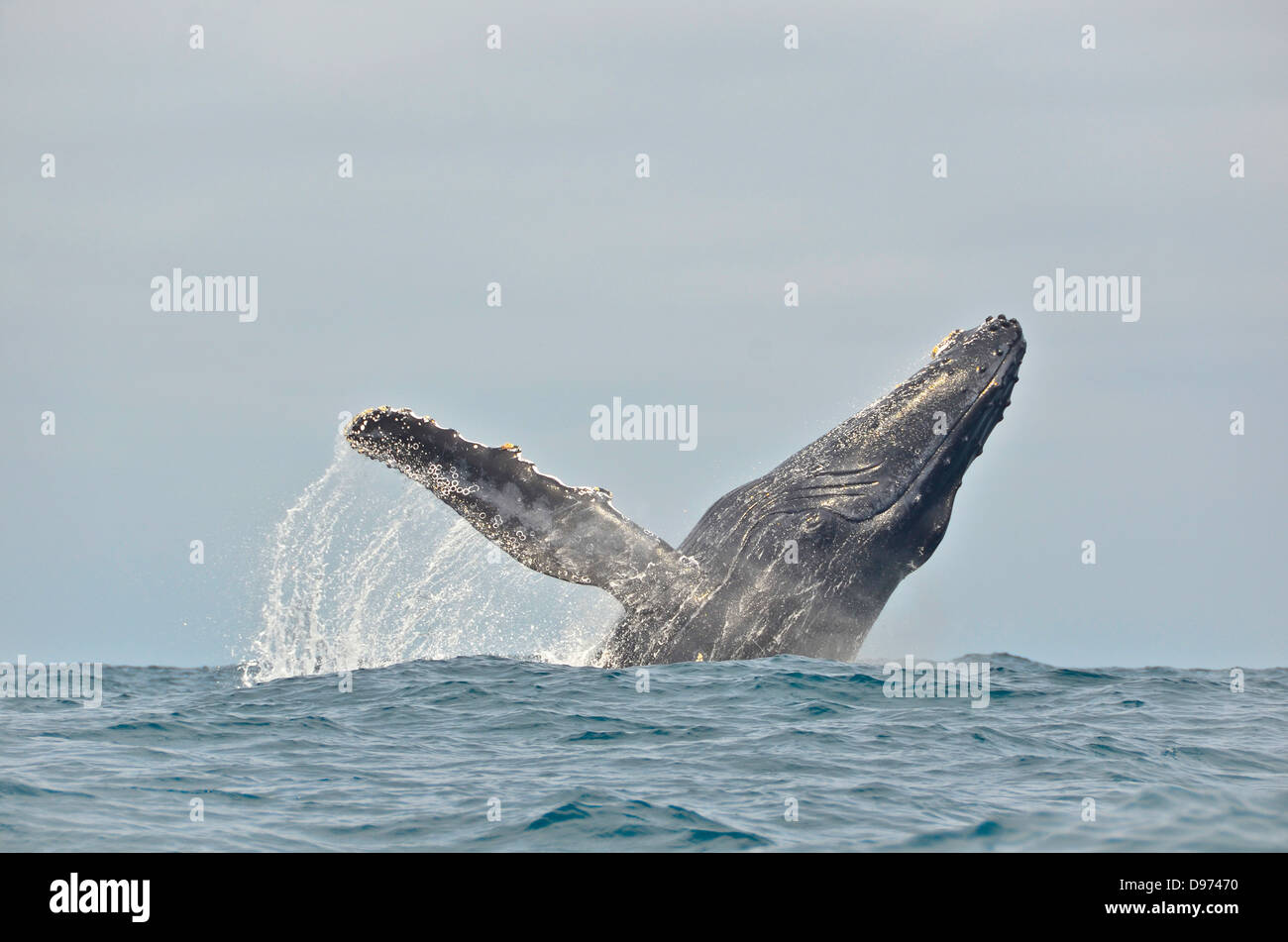 Springender wal -Fotos und -Bildmaterial in hoher Auflösung – Alamy