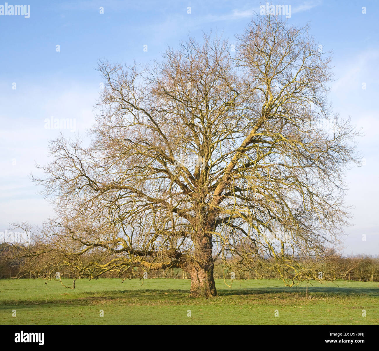 London platanenbaum im winter -Fotos und -Bildmaterial in hoher ...