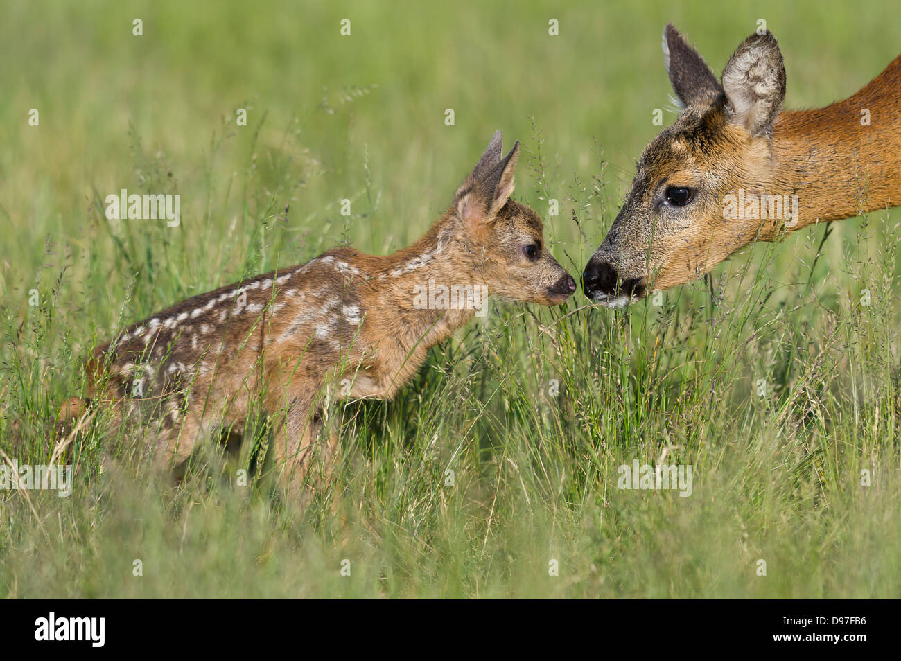 Kitz, Reh, Reh, Reh, Capreolus capreolus Stockfotografie - Alamy