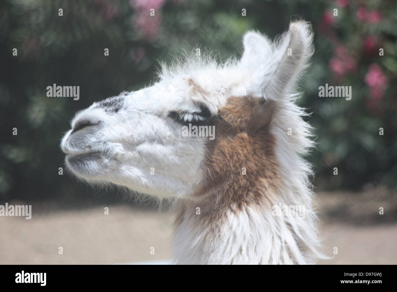 Baby lama -Fotos und -Bildmaterial in hoher Auflösung – Alamy