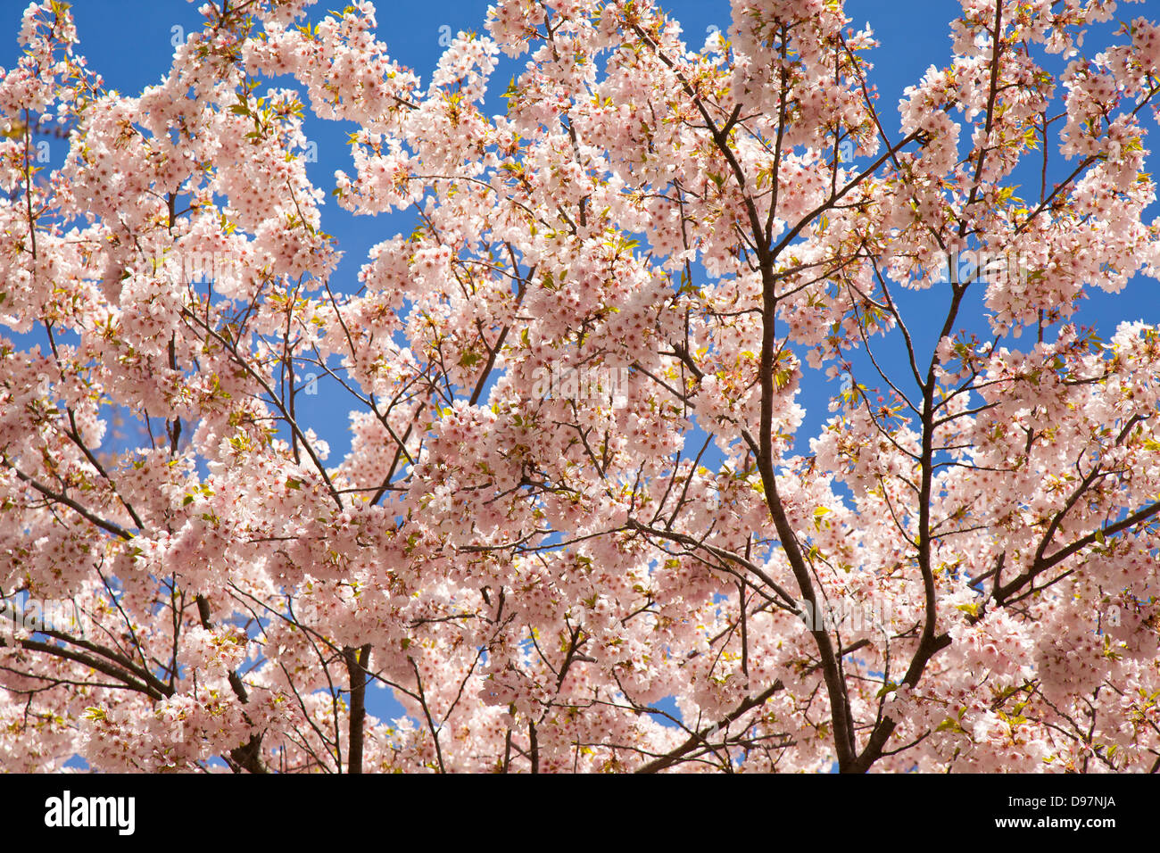 Japanischen kirsche sakura blüten -Fotos und -Bildmaterial in hoher ...
