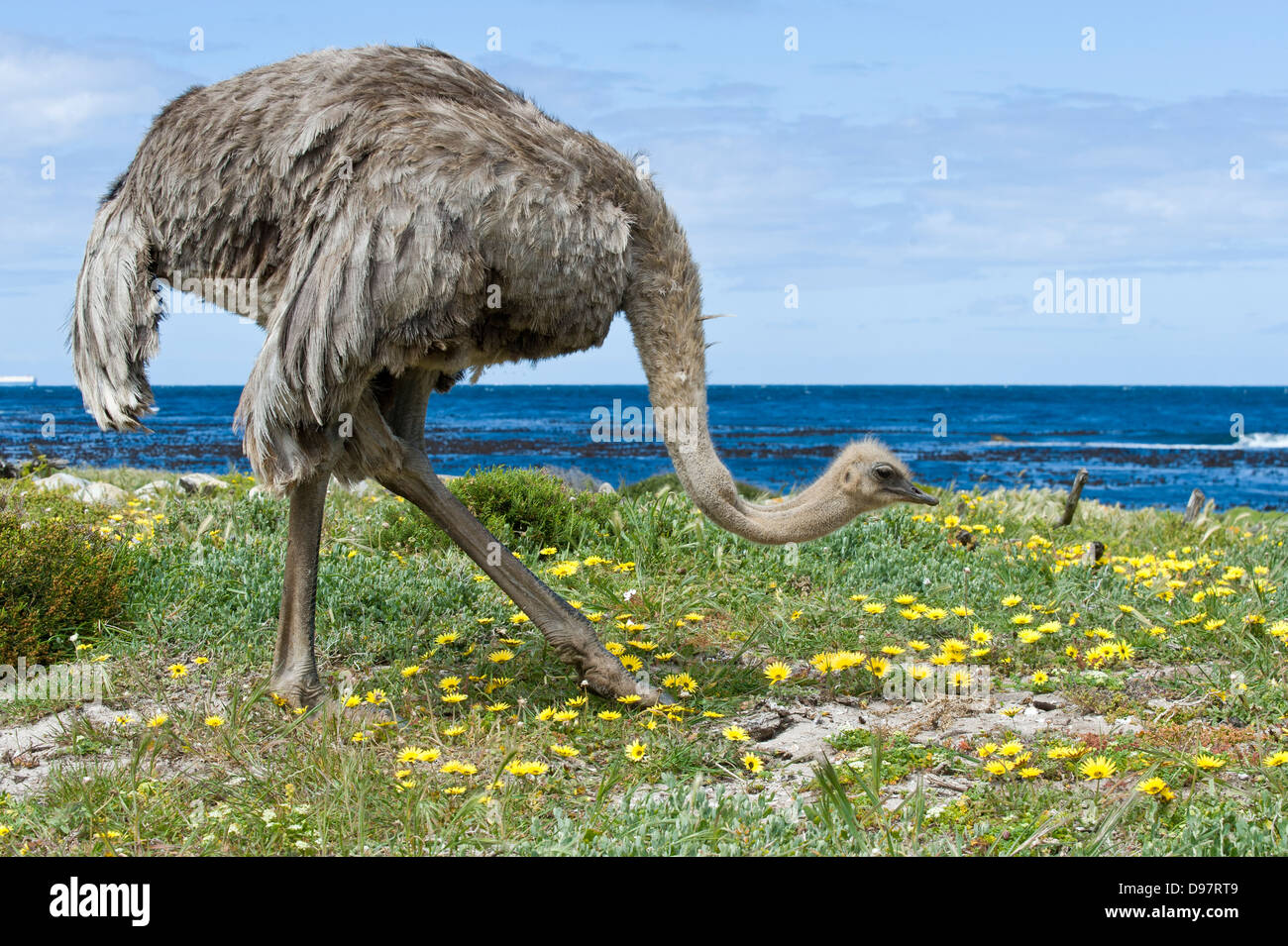 Weiblicher Strauß Stockfotos und -bilder Kaufen - Alamy