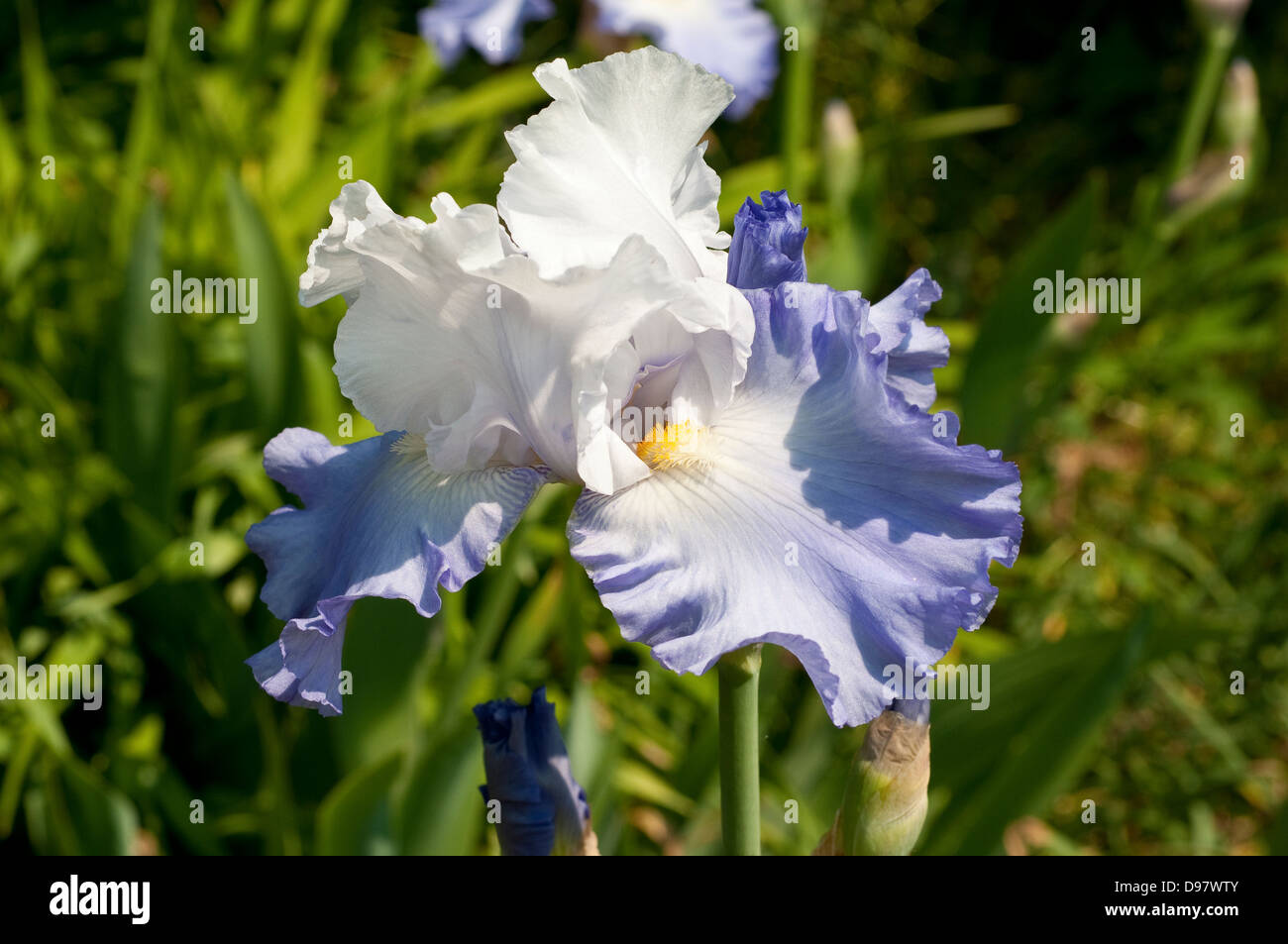 Iris lerche steigen -Fotos und -Bildmaterial in hoher Auflösung – Alamy