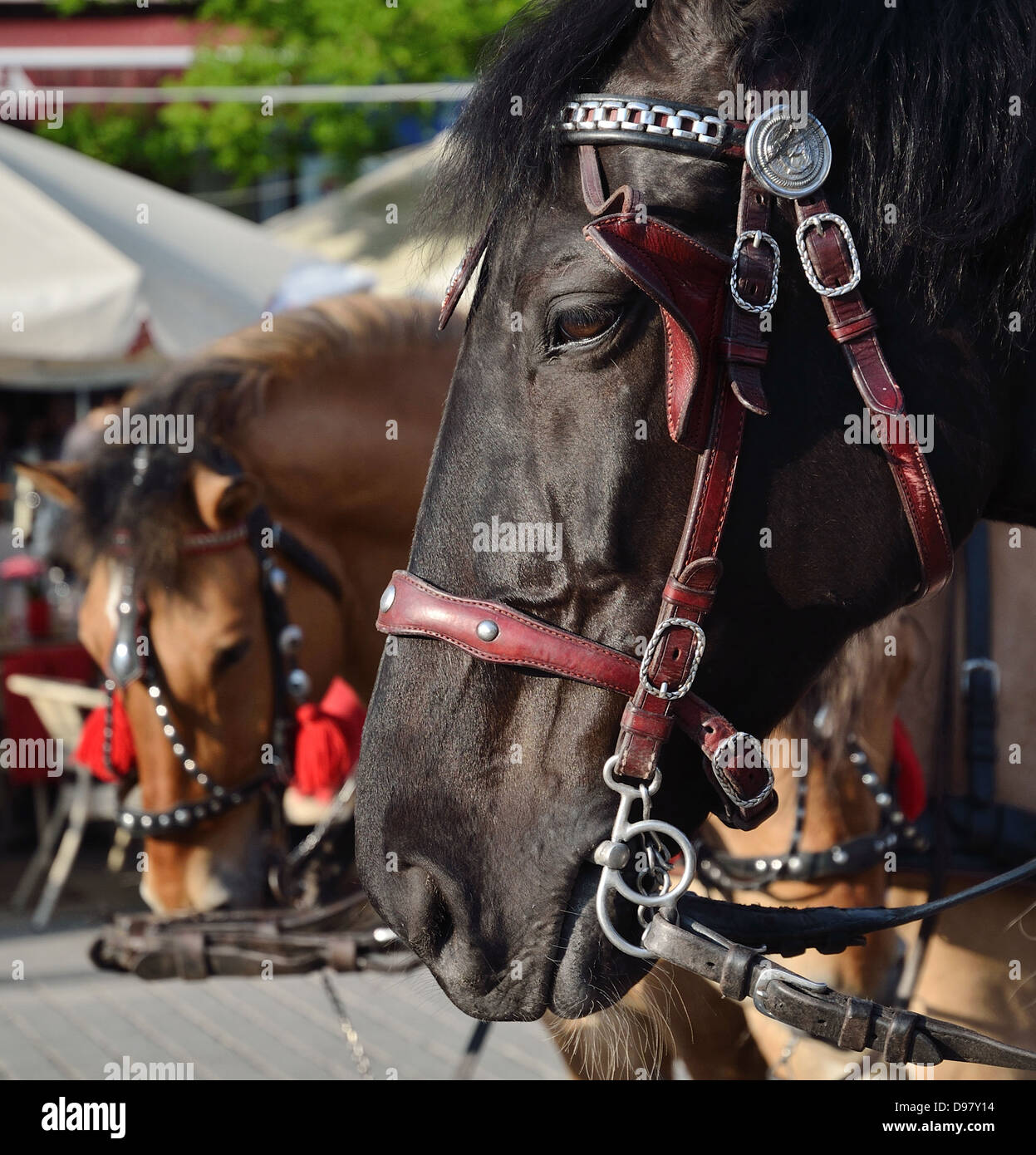 Pferde mit kutsche -Fotos und -Bildmaterial in hoher Auflösung – Alamy