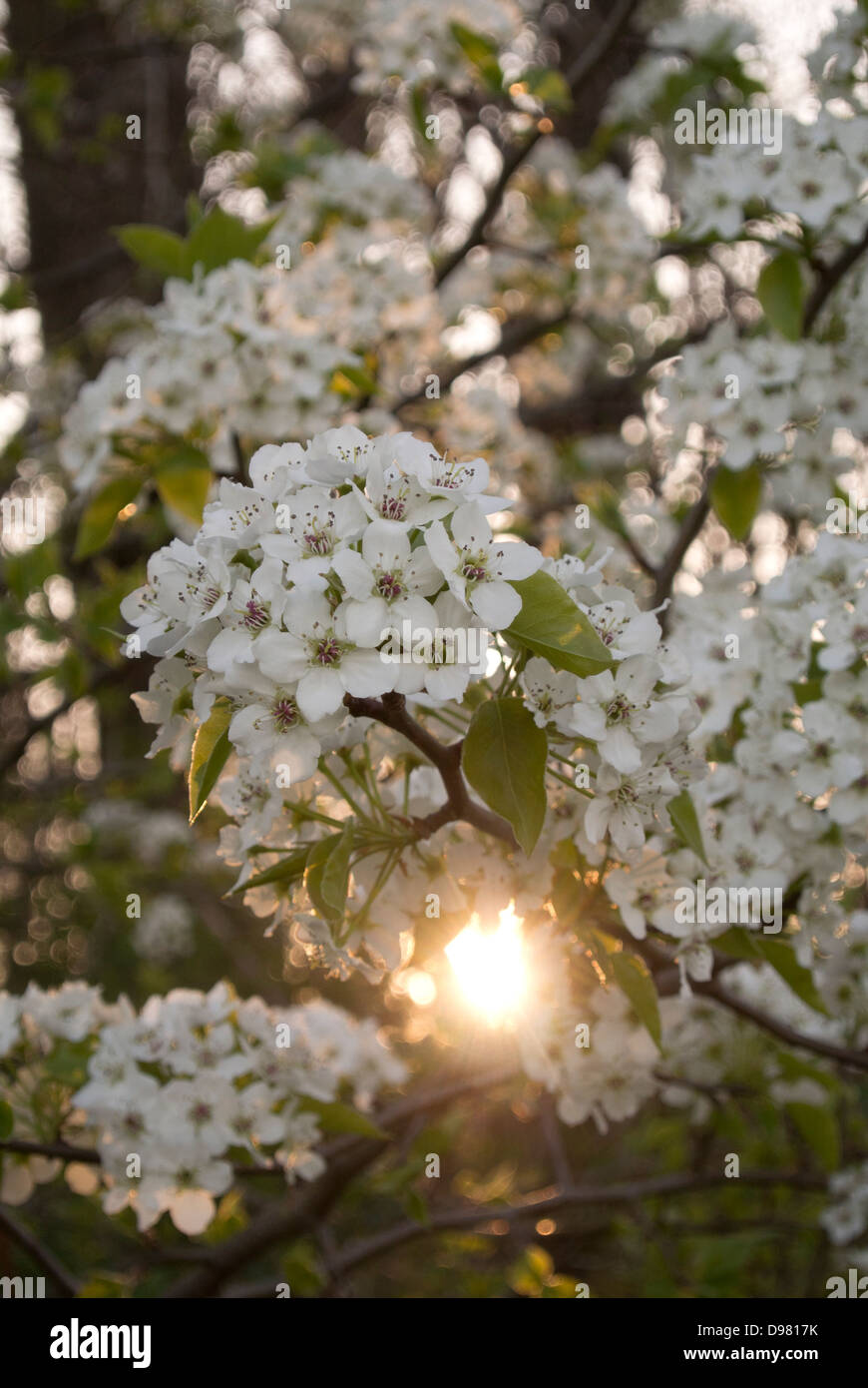 Ornamentaler obstbaum -Fotos und -Bildmaterial in hoher Auflösung – Alamy