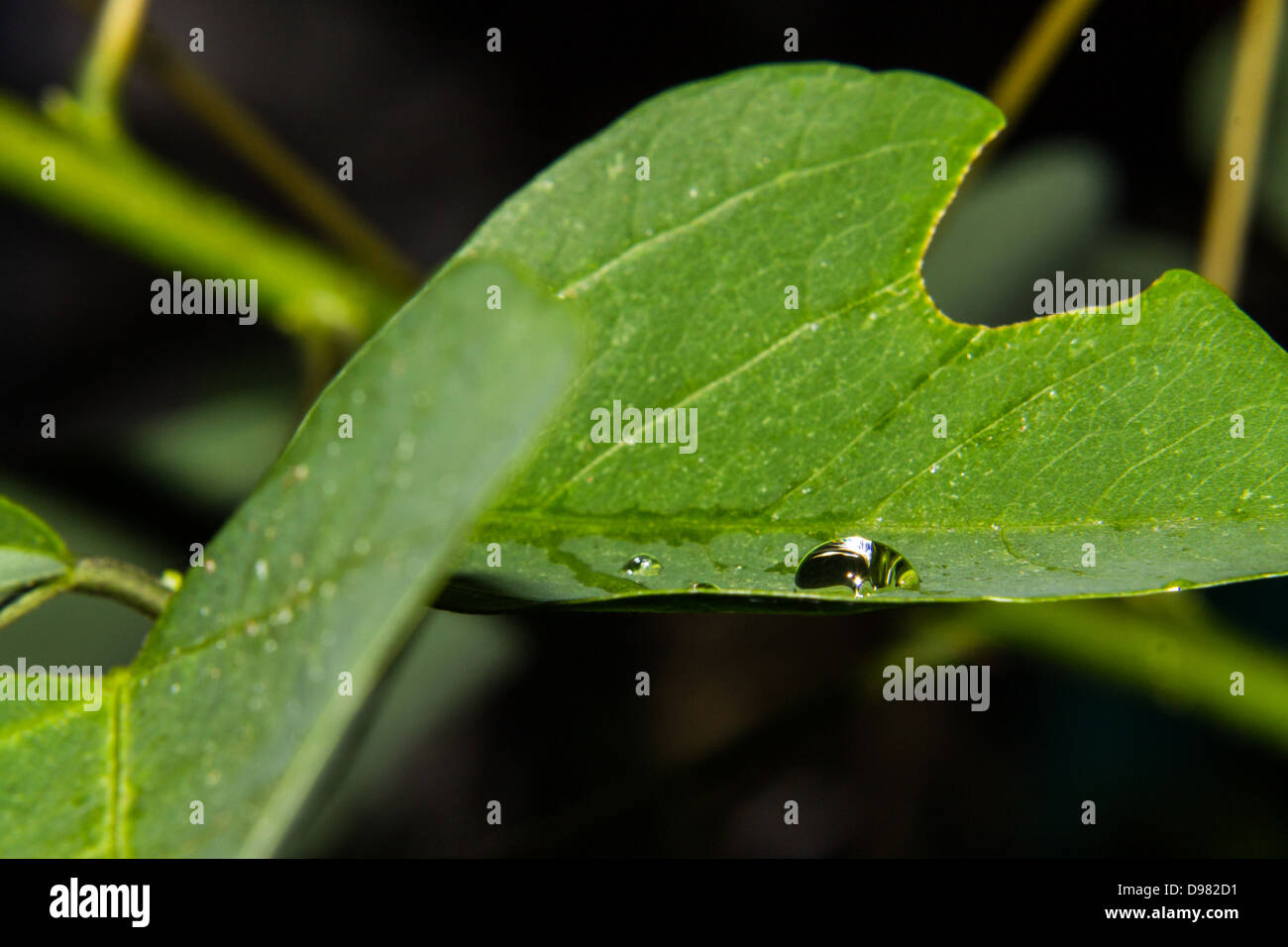 Bilder von wassertropfen -Fotos und -Bildmaterial in hoher Auflösung – Alamy