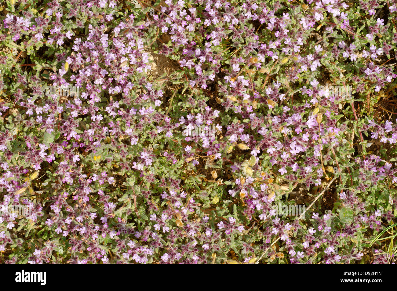 Thyme in bloom thymus sp -Fotos und -Bildmaterial in hoher Auflösung ...