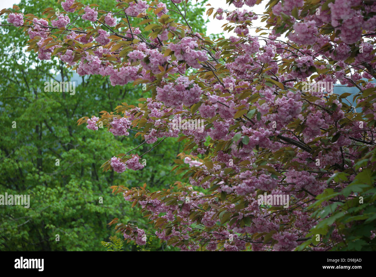 Natur regnet -Fotos und -Bildmaterial in hoher Auflösung – Alamy