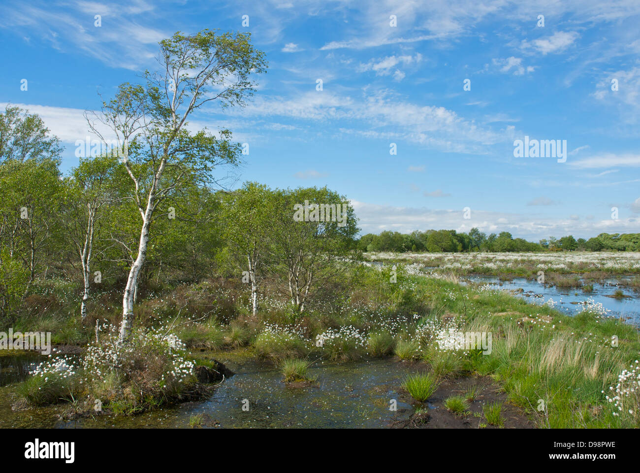 Drumburgh Moss, behält sich vor, eine Art Cumbria Wildlife Trust, auf ...