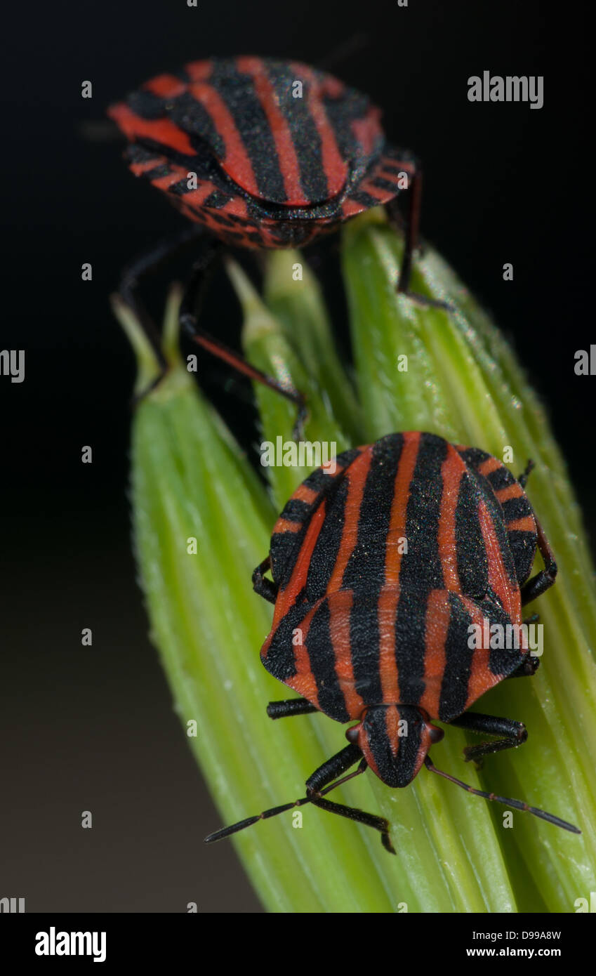 Red black striped shield bug -Fotos und -Bildmaterial in hoher ...