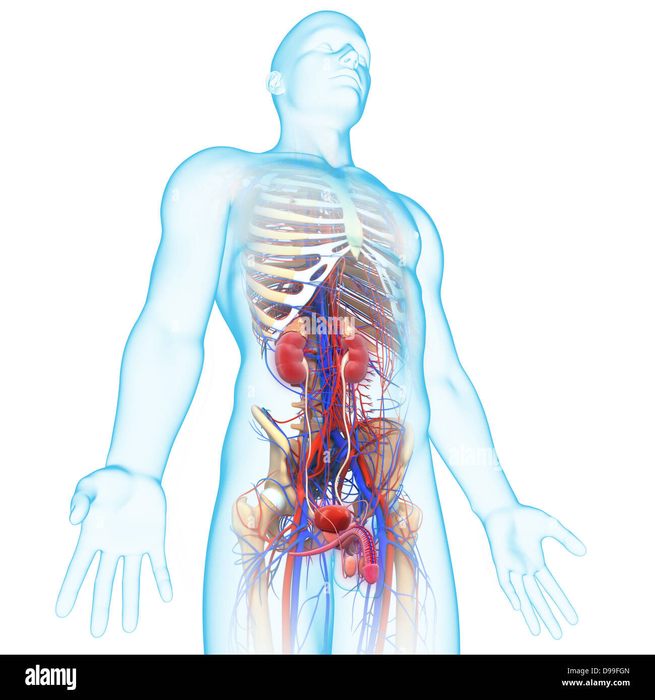 Anatomia del sistema urinario -Fotos und -Bildmaterial in hoher ...