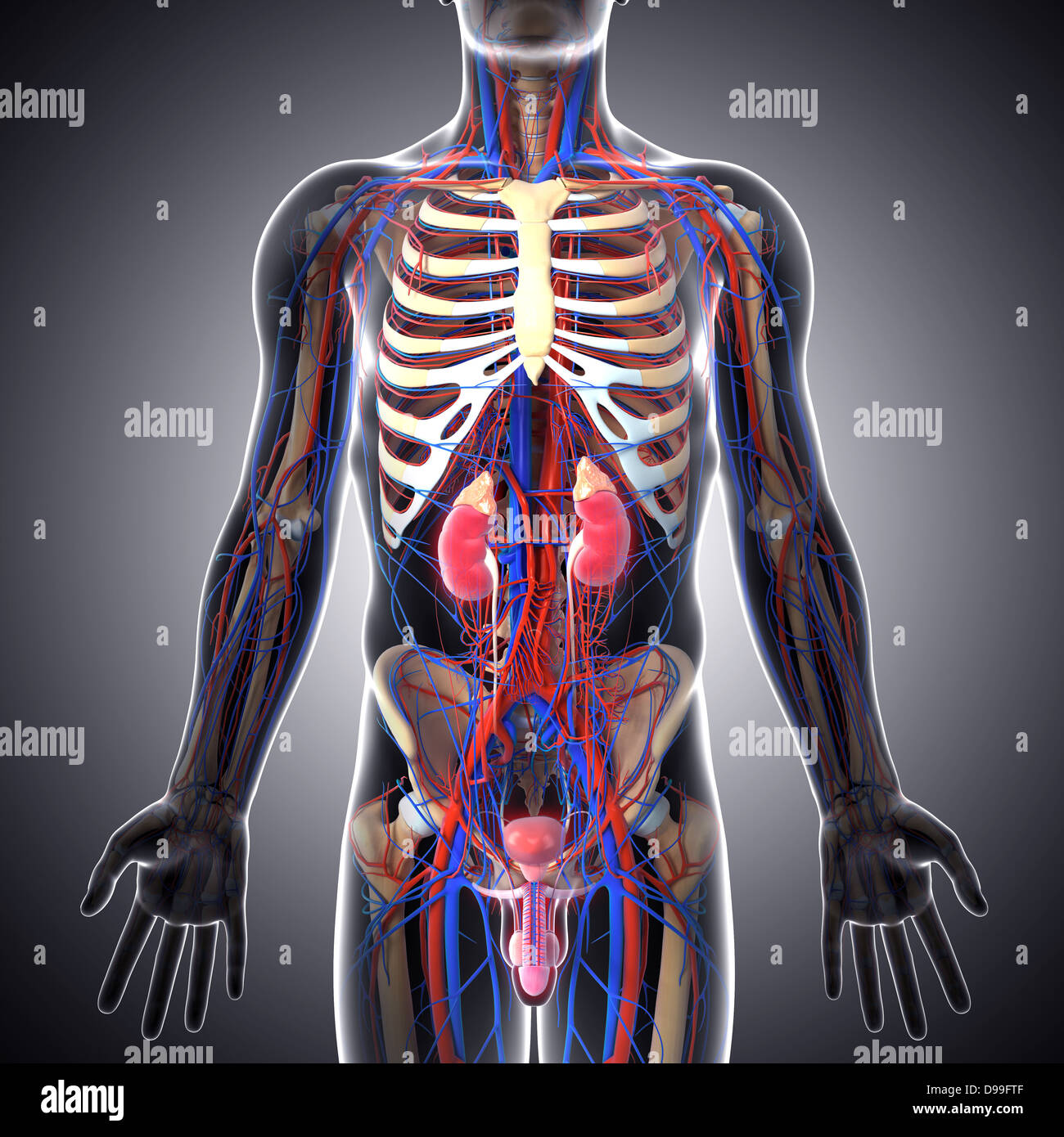 Anatomia del sistema urinario -Fotos und -Bildmaterial in hoher ...