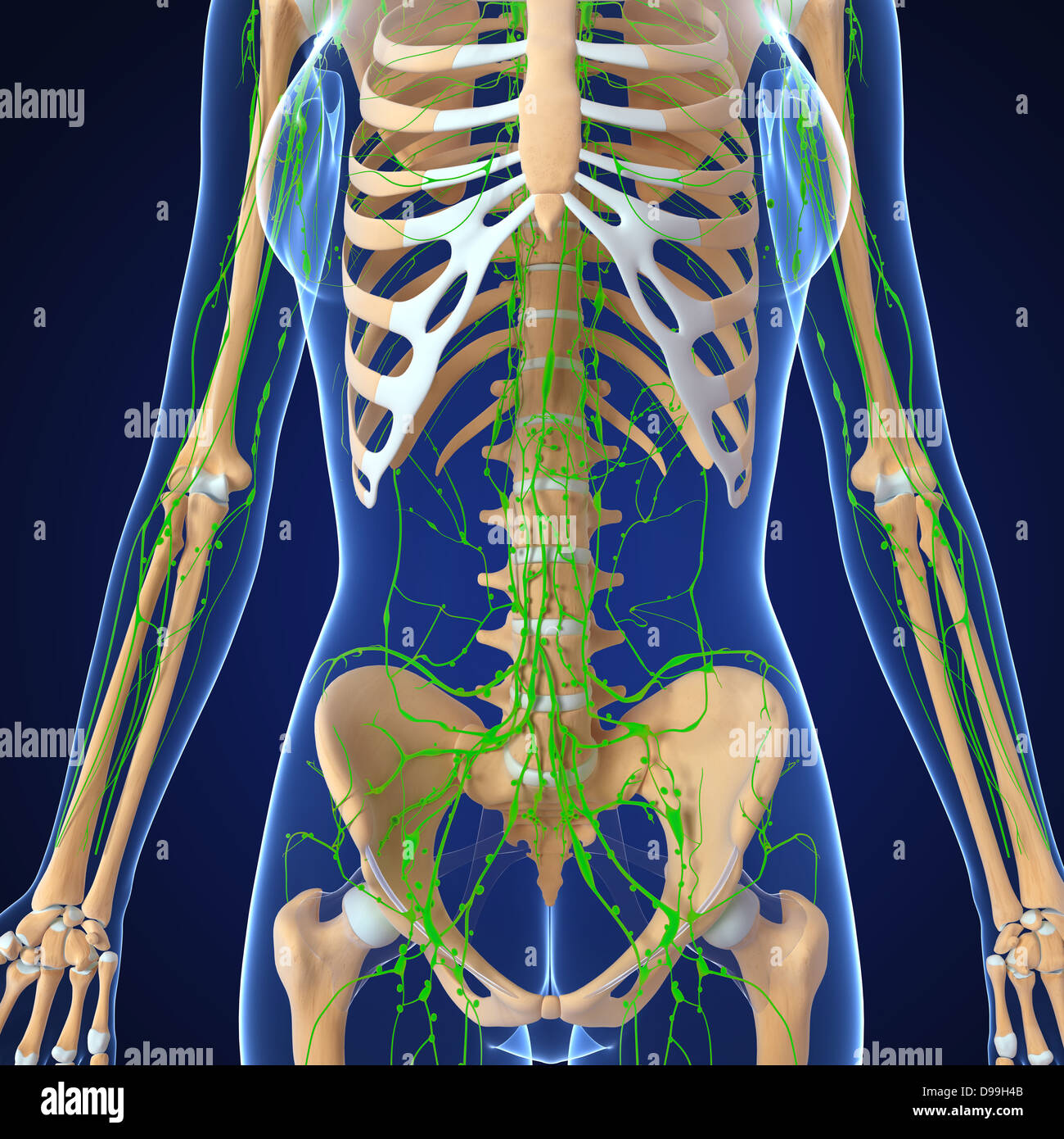 Lymphatische System des menschlichen Körpers-Anatomie Stockfotografie ...