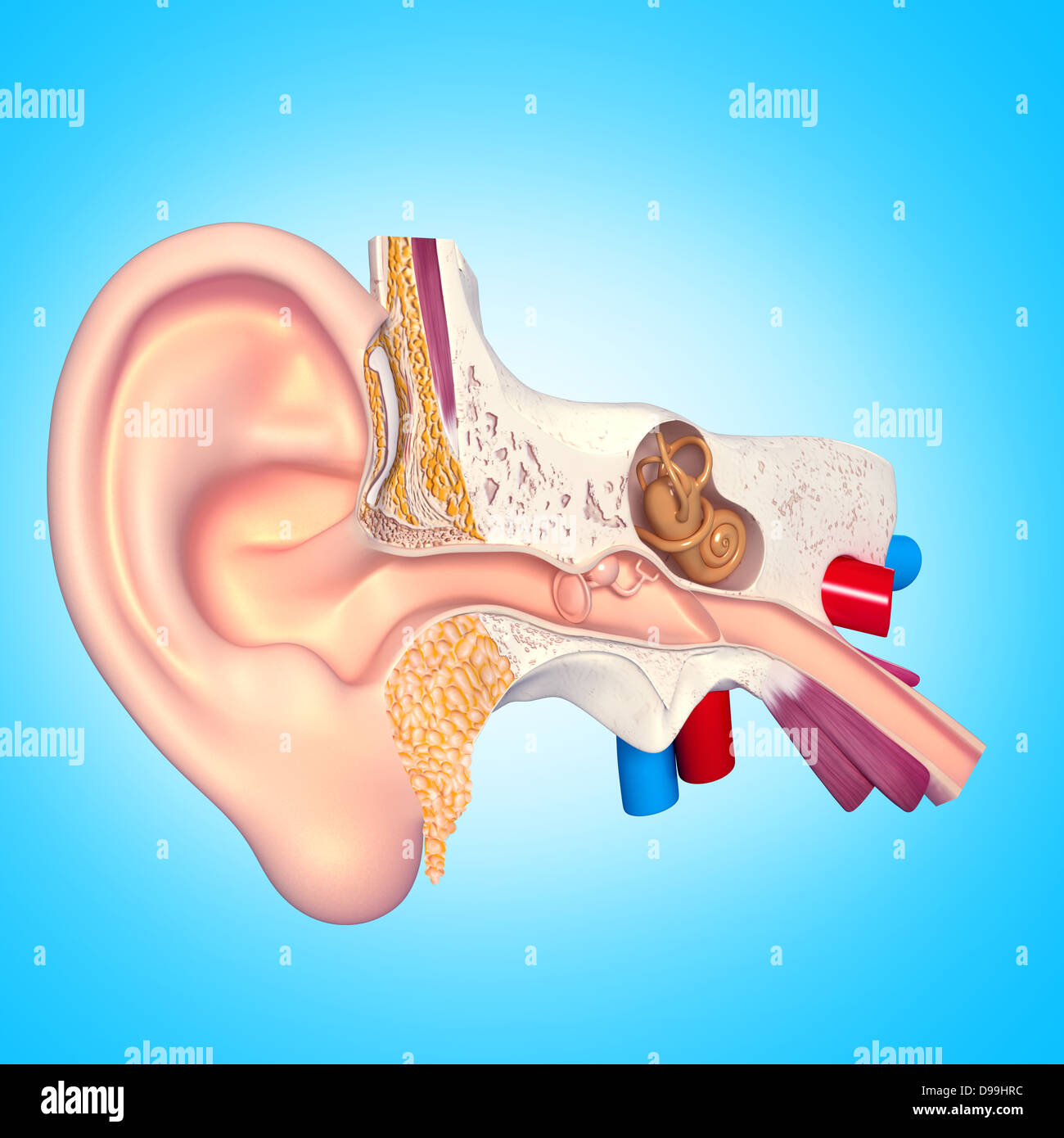 3D Abbildung des menschlichen Ohres Anatomie Stockfotografie - Alamy