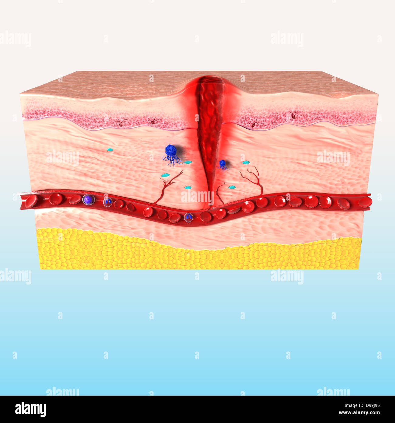 Anatomie muskel querschnitt -Fotos und -Bildmaterial in hoher Auflösung ...