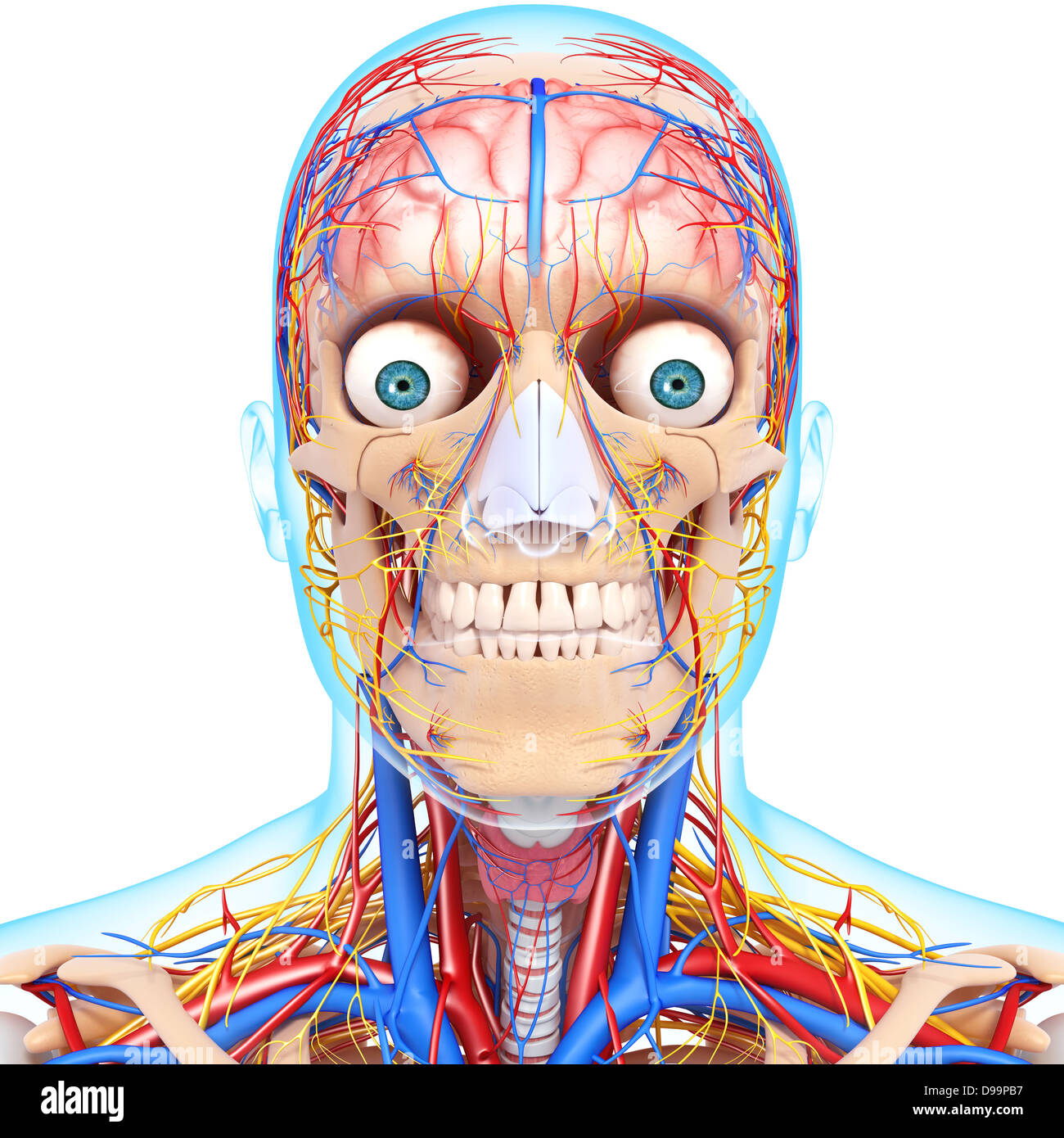 Herz-Kreislauf-System der menschlichen Kopf Anatomie Stockfotografie ...