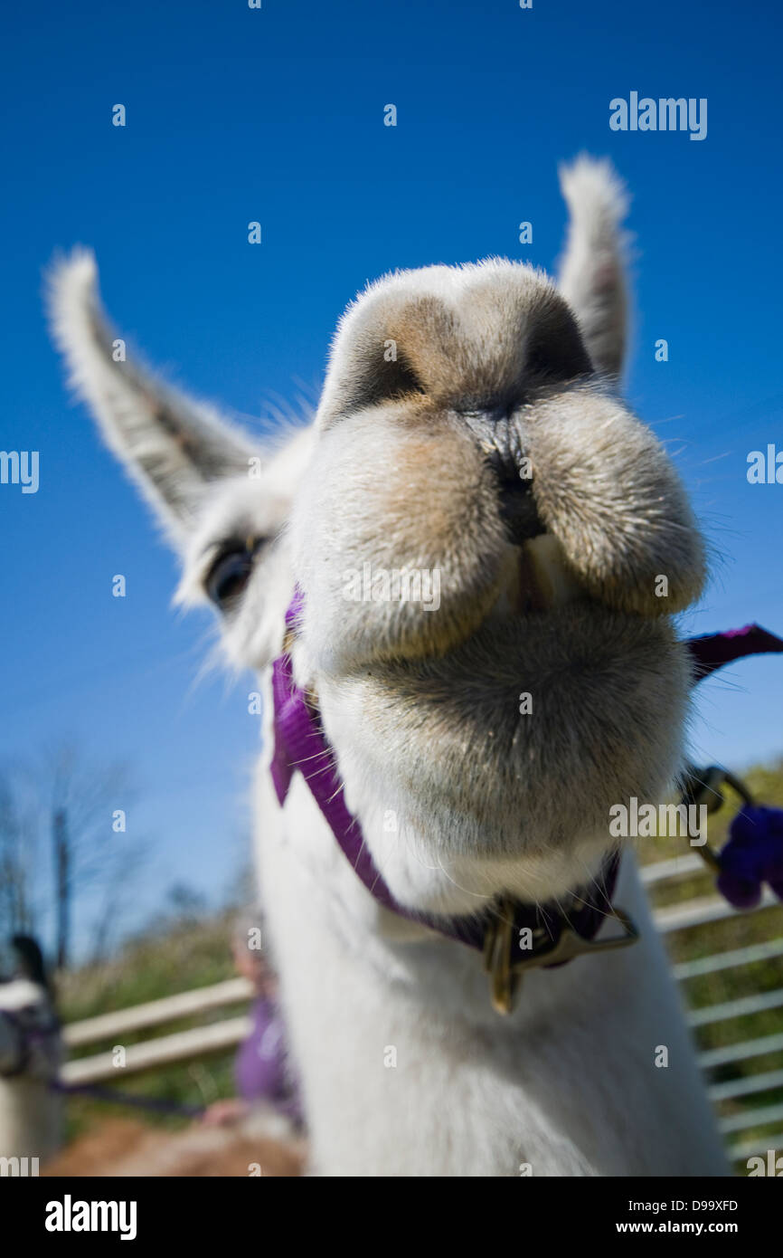 Llama funny face -Fotos und -Bildmaterial in hoher Auflösung – Alamy