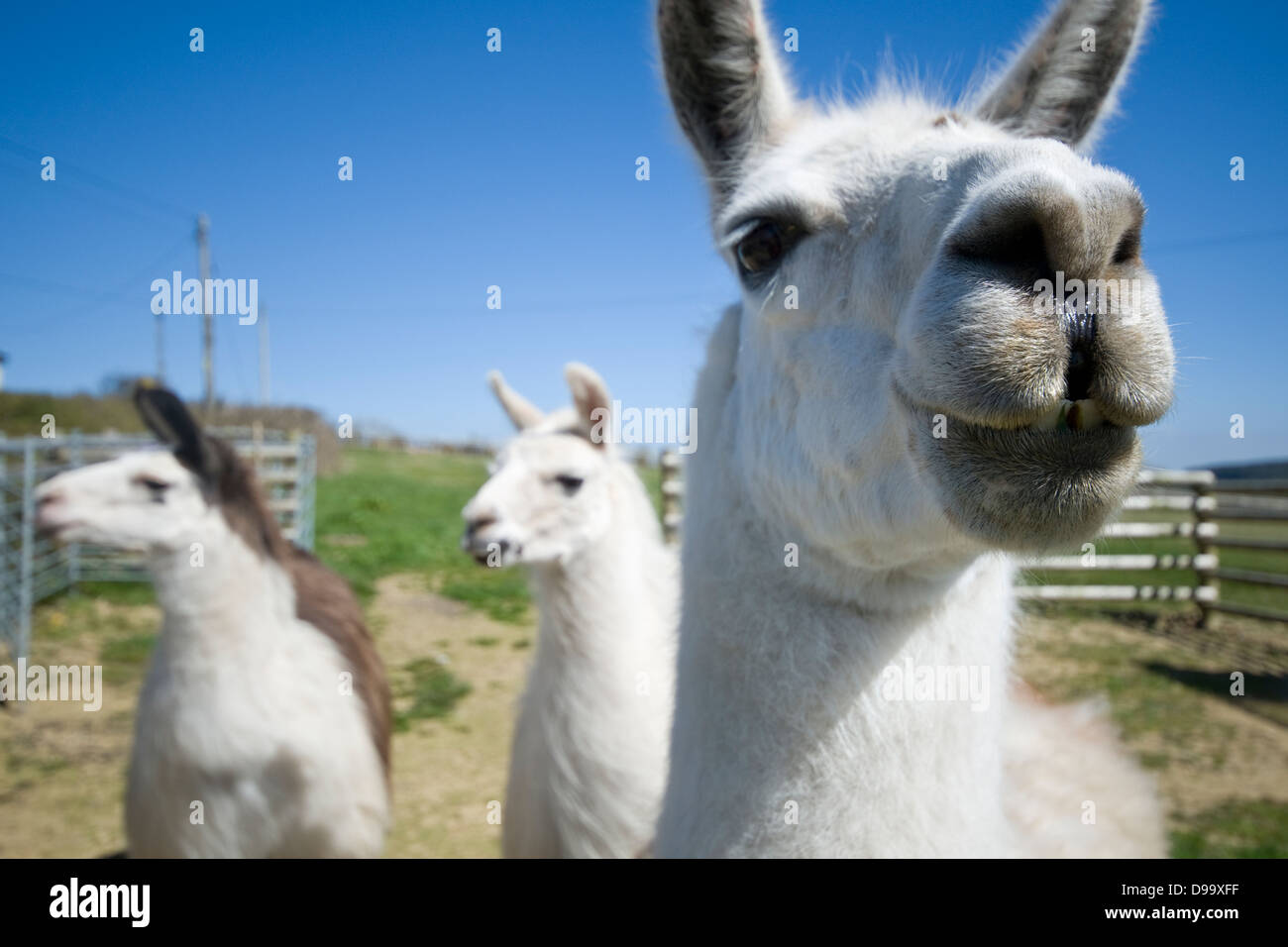 Lamas gesicht -Fotos und -Bildmaterial in hoher Auflösung – Alamy