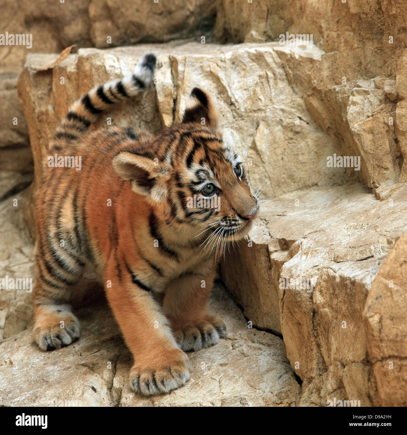 Baby tigerbabys -Fotos und -Bildmaterial in hoher Auflösung – Alamy