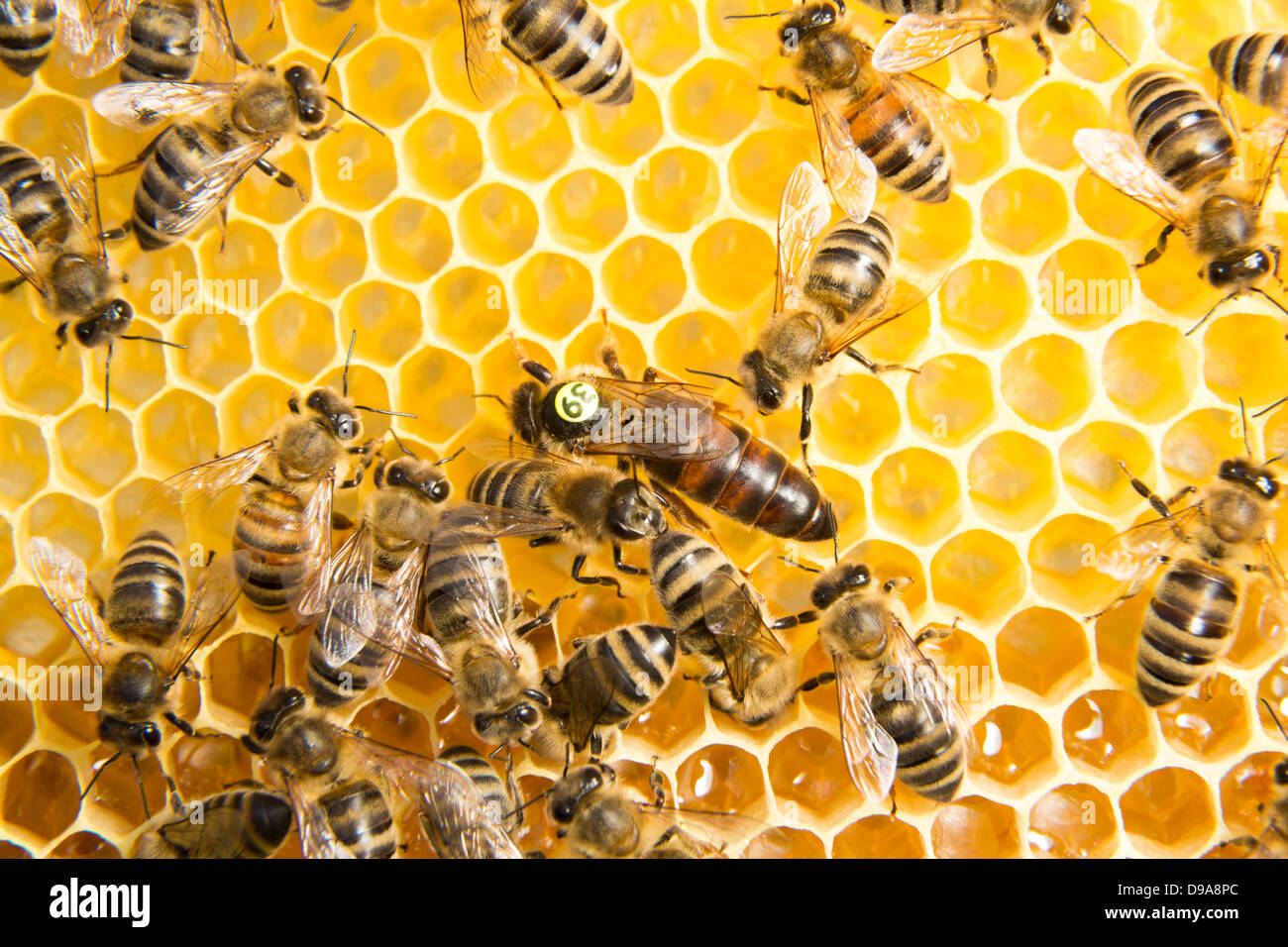The queen bee -Fotos und -Bildmaterial in hoher Auflösung – Alamy