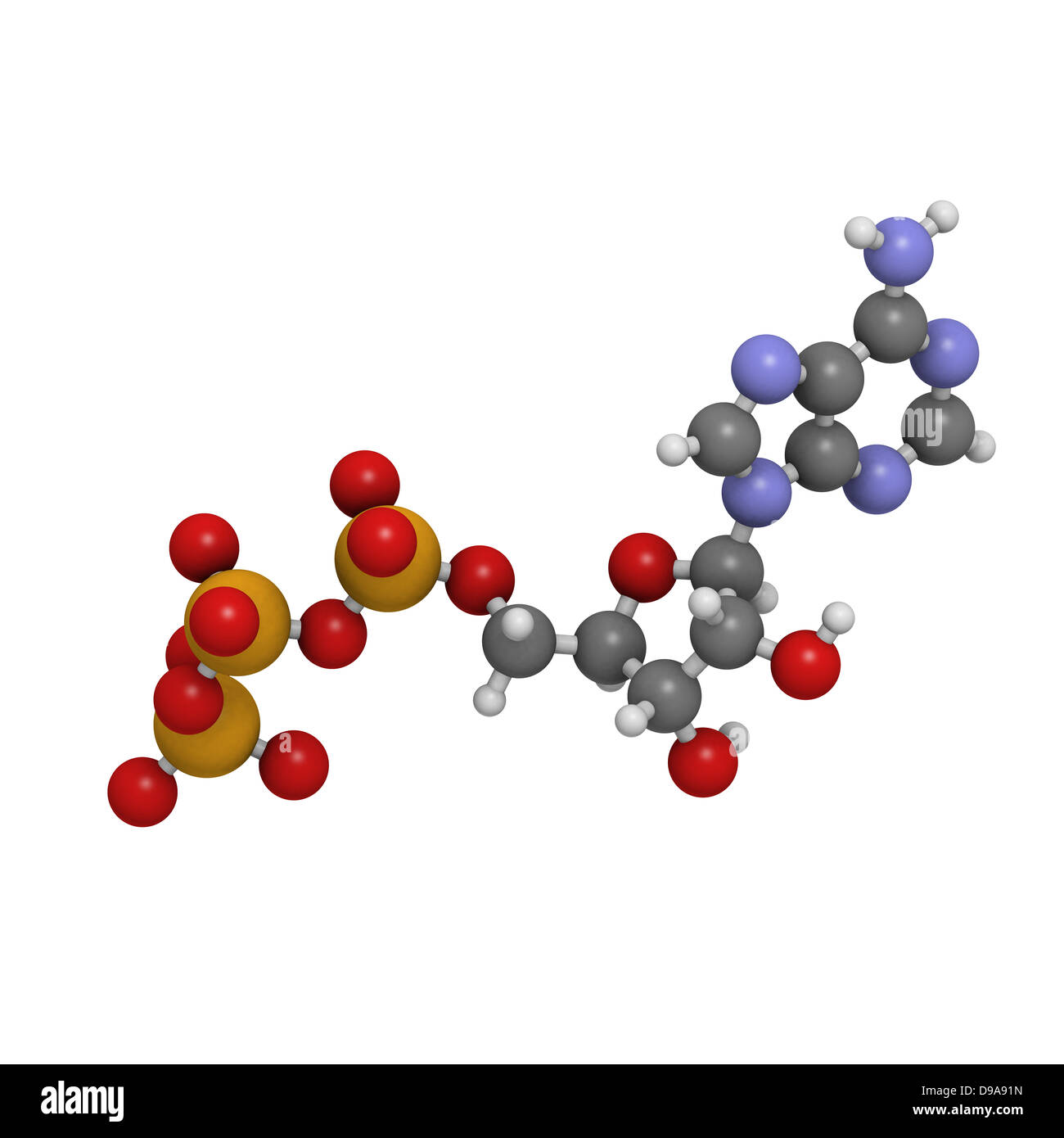 Adenosintriphosphat (ATP) Energie Transportmolekül, chemische Struktur ...