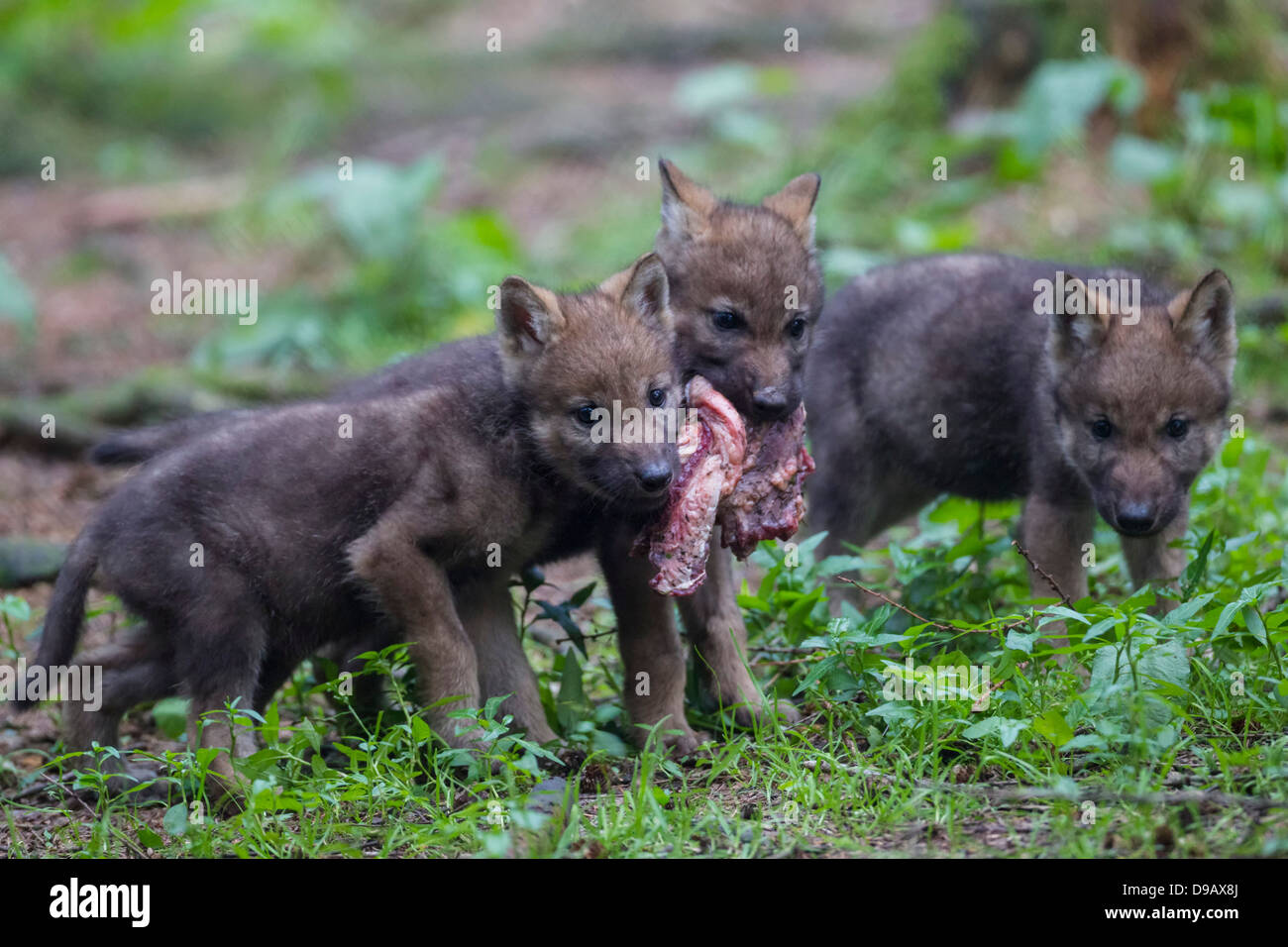 Wolf pups eating -Fotos und -Bildmaterial in hoher Auflösung – Alamy