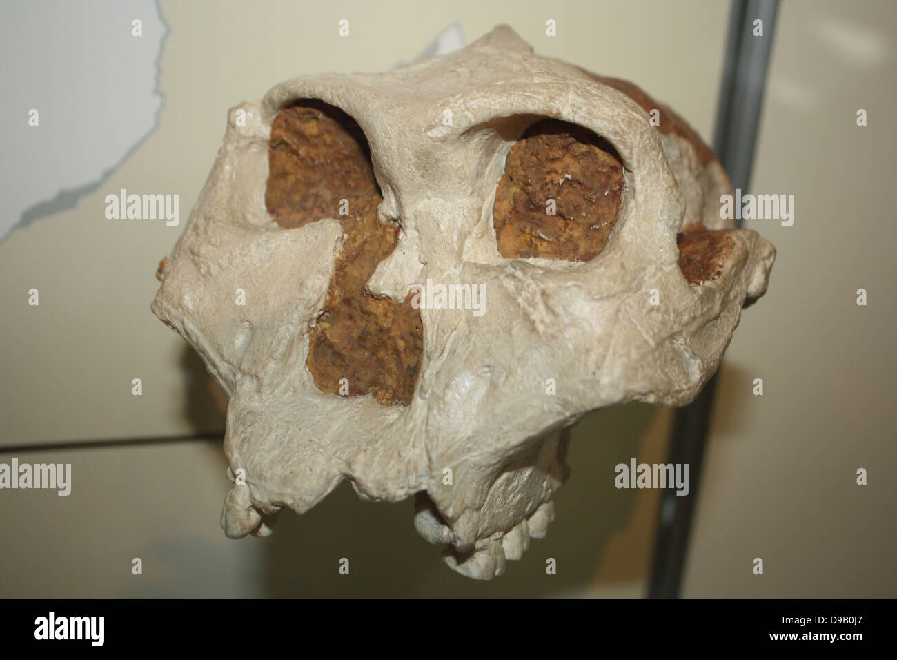 Teil der Schädel eines Australopithecine - ursprünglich als ...
