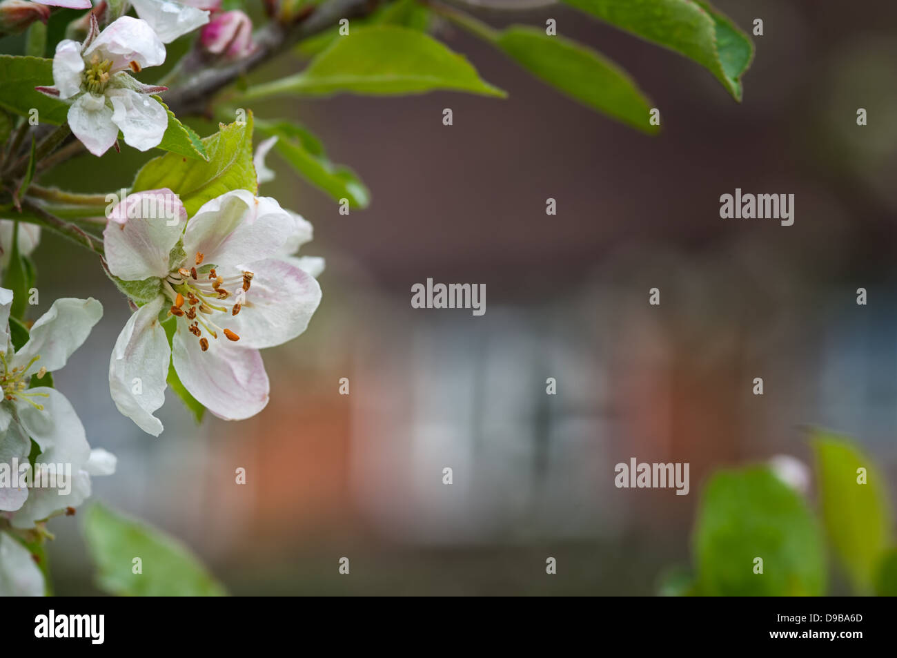 Haus zum apfelbaum -Fotos und -Bildmaterial in hoher Auflösung – Alamy