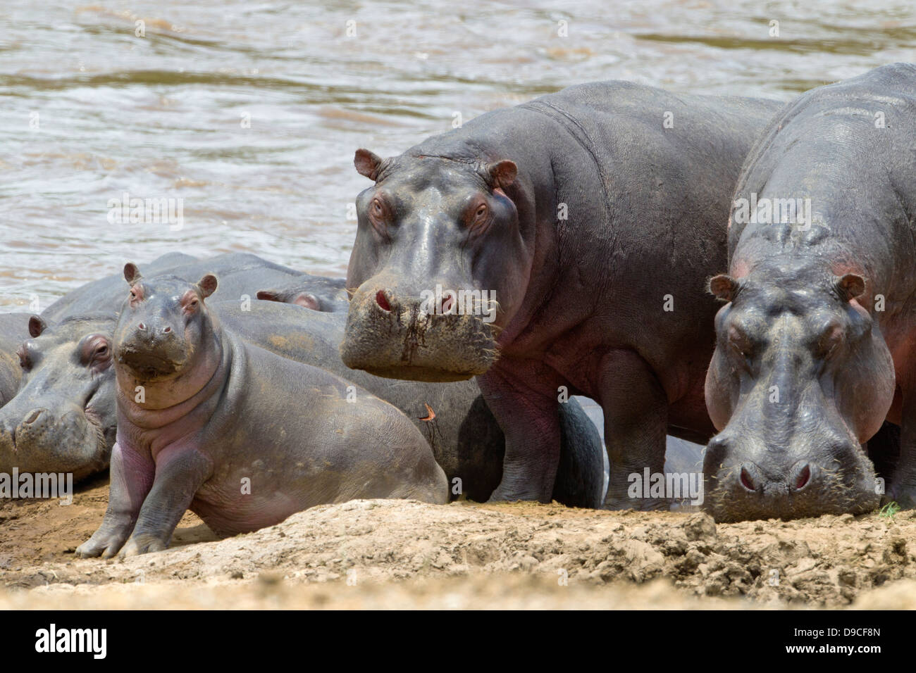 Bild nilpferd -Fotos und -Bildmaterial in hoher Auflösung – Alamy