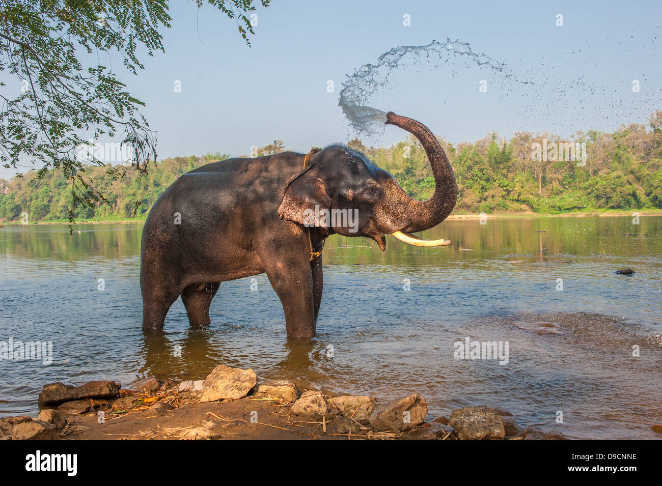 Elefant beim spielen -Fotos und -Bildmaterial in hoher Auflösung – Alamy