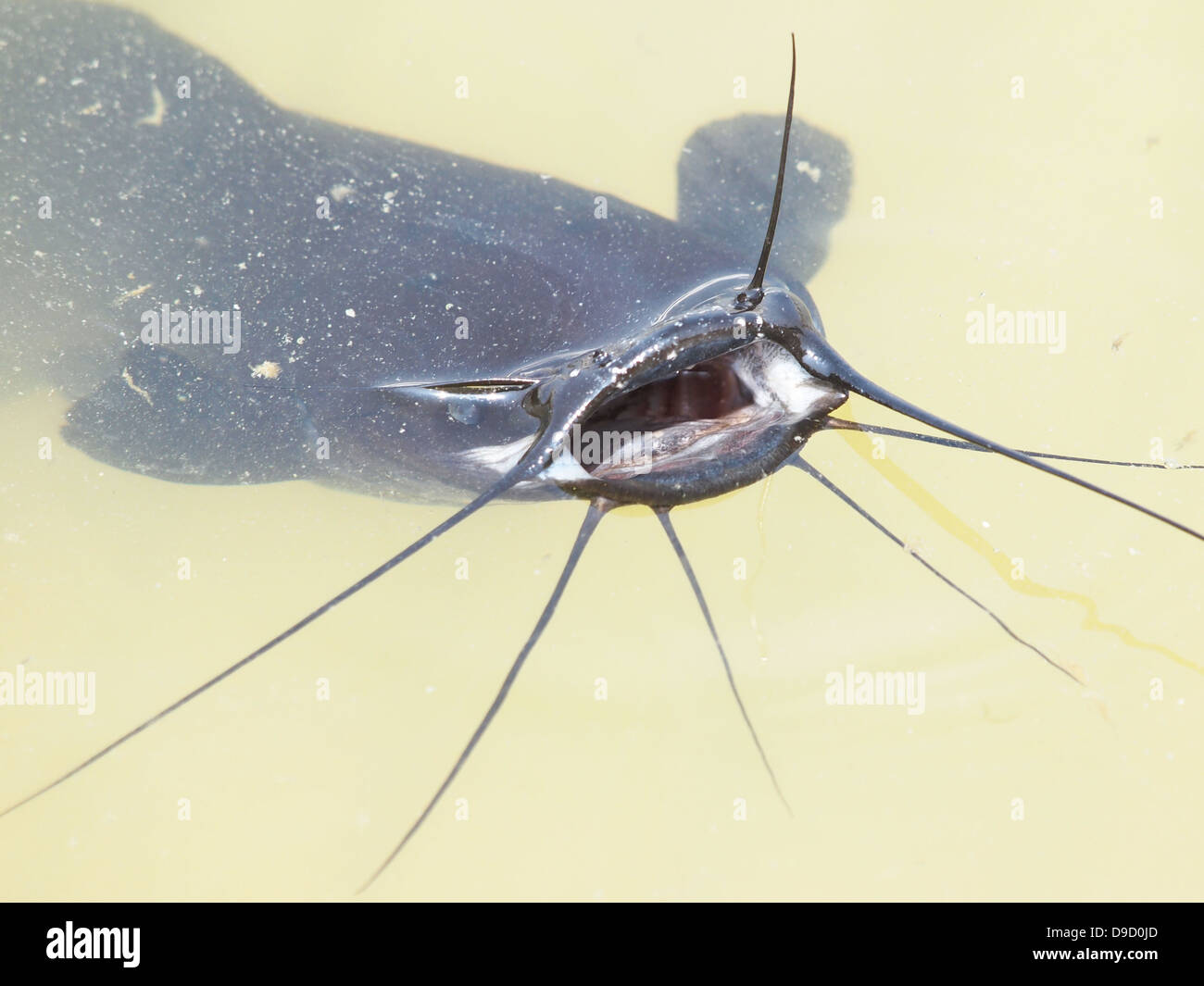 Viele, viele wels essen -Fotos und -Bildmaterial in hoher Auflösung – Alamy