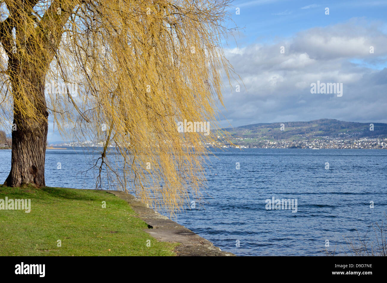 Weidenbaum und see -Fotos und -Bildmaterial in hoher Auflösung – Alamy