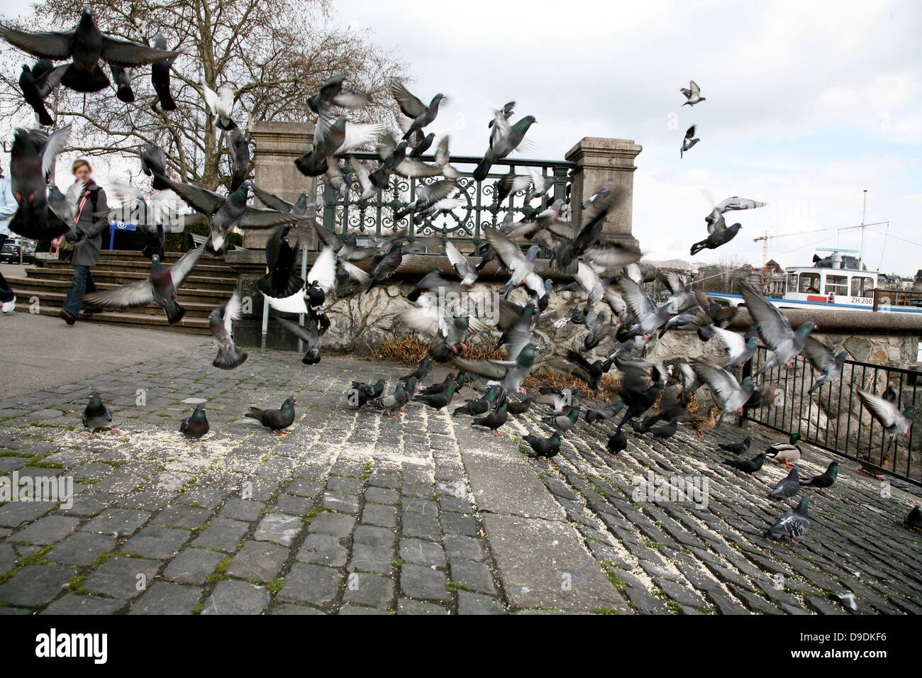 Fliegender taubenschwarm -Fotos und -Bildmaterial in hoher Auflösung ...
