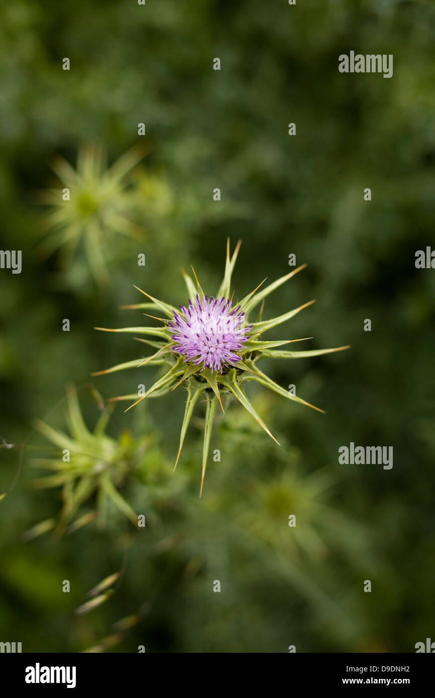 Lila disteln -Fotos und -Bildmaterial in hoher Auflösung – Alamy
