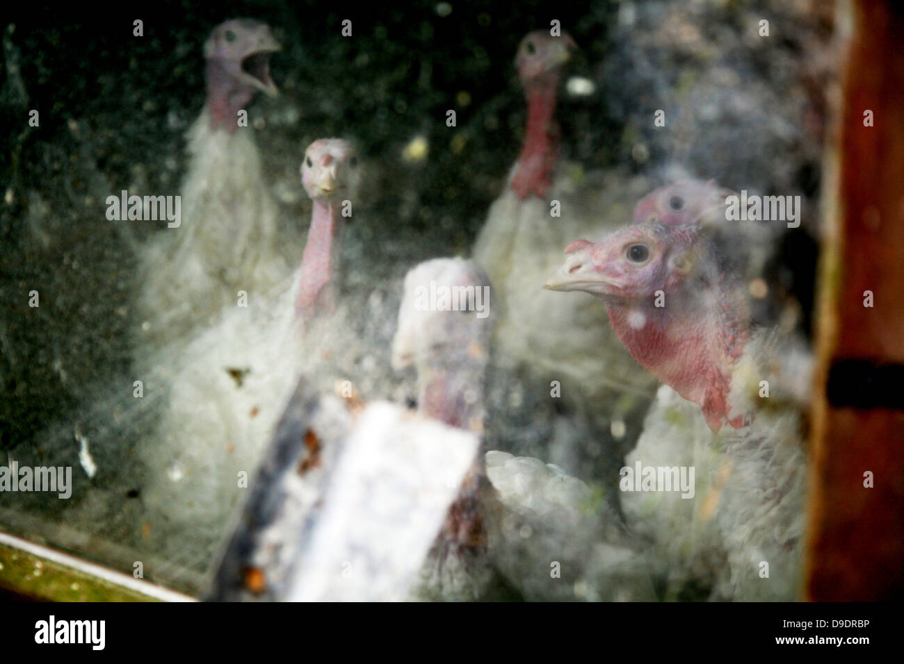 Gebratene puten -Fotos und -Bildmaterial in hoher Auflösung – Alamy