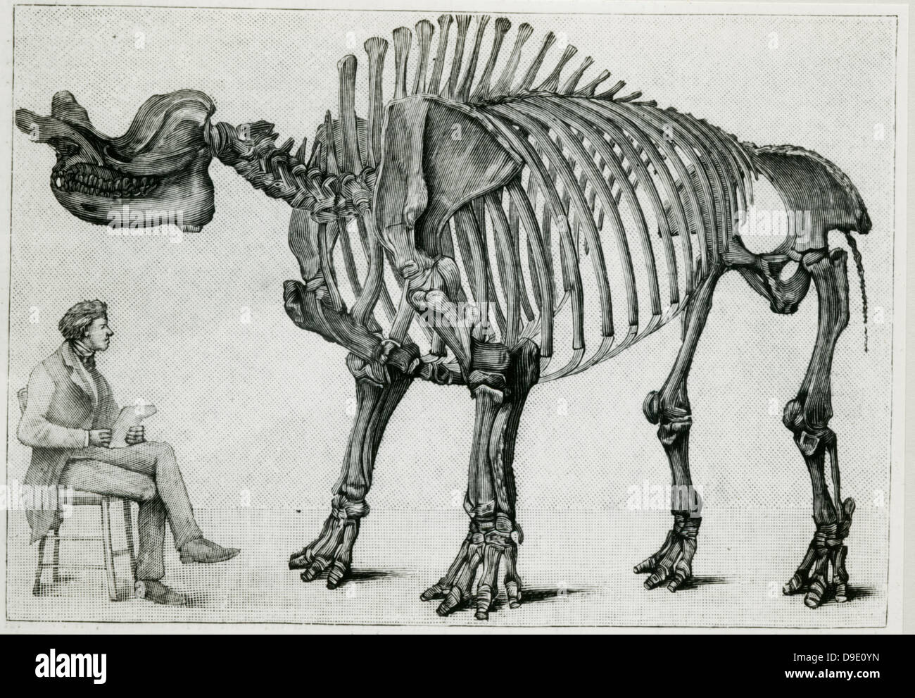 Brontops robustus -Fotos und -Bildmaterial in hoher Auflösung – Alamy