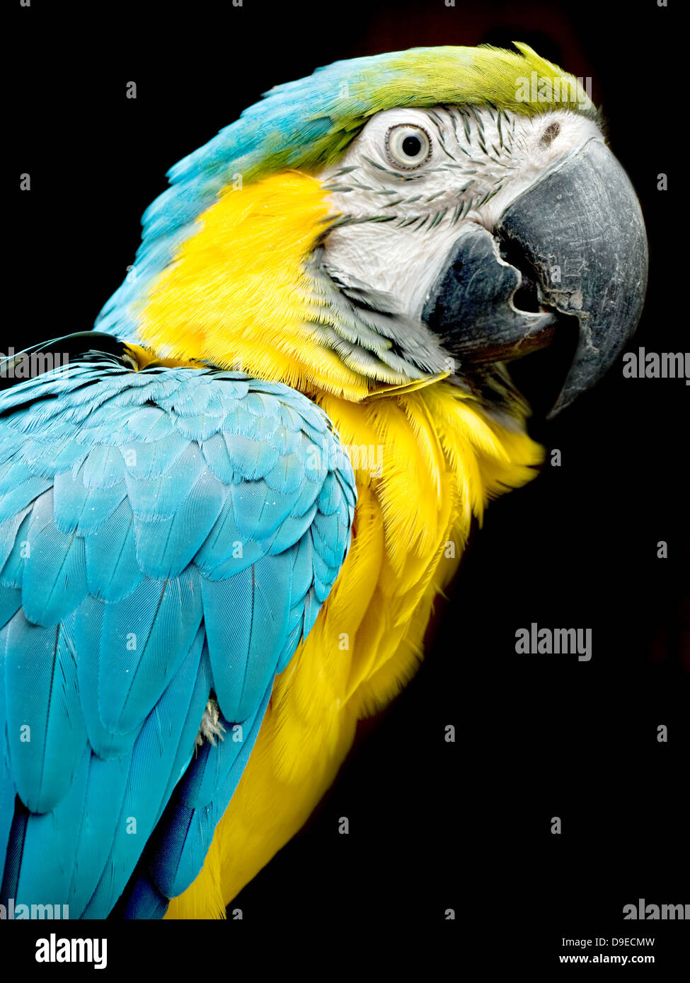 Papagei sprechen -Fotos und -Bildmaterial in hoher Auflösung – Alamy