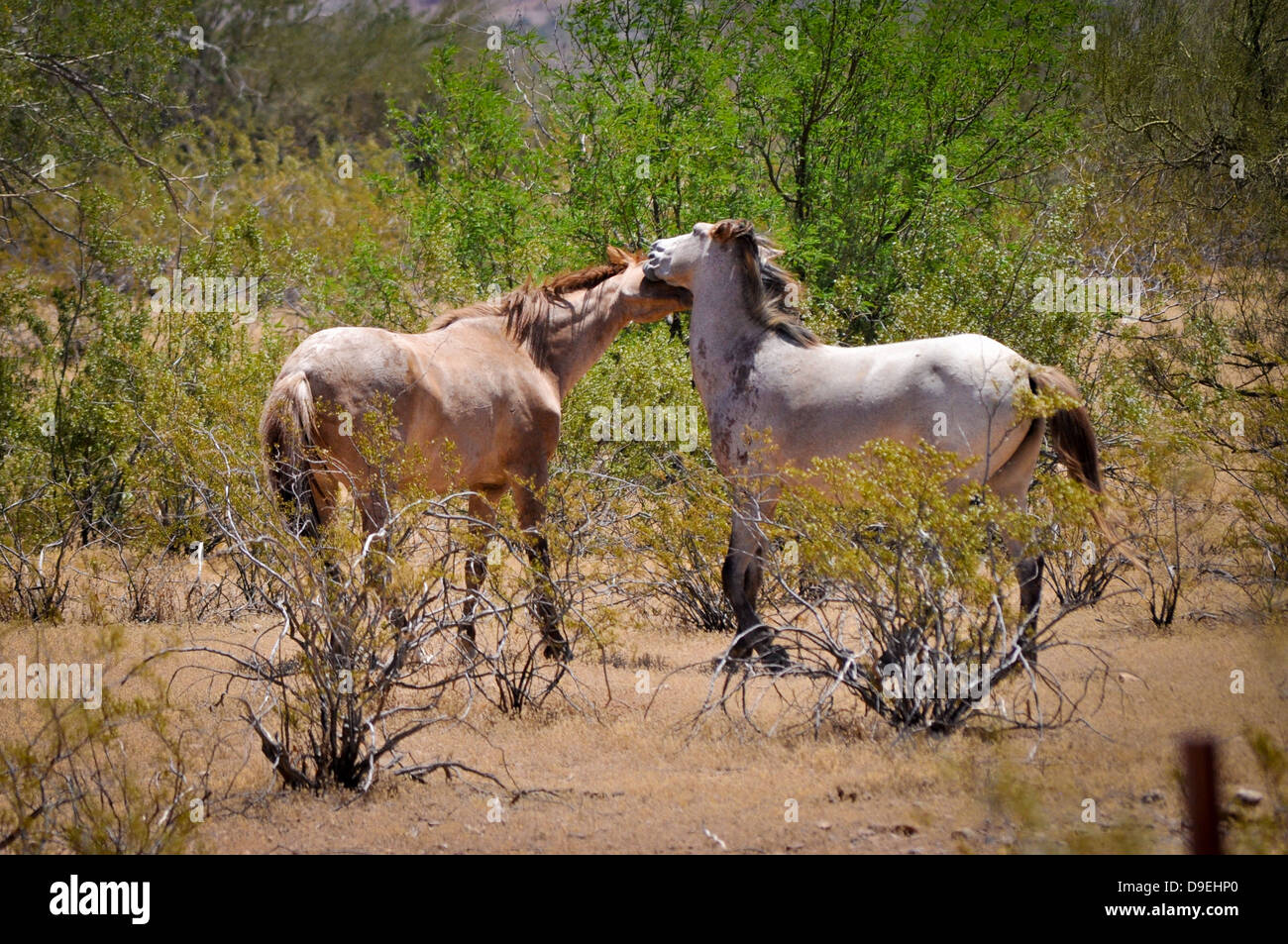 Zwei pferde im spiel -Fotos und -Bildmaterial in hoher Auflösung – Alamy