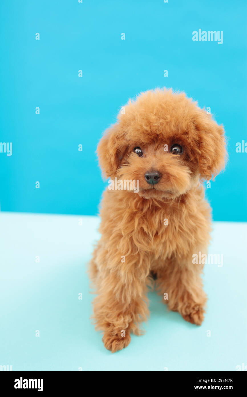 Toy Poodle Stockfotos und -bilder Kaufen - Alamy