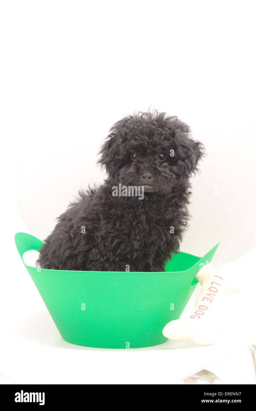 Toy pudel weisser hintergrund -Fotos und -Bildmaterial in hoher ...