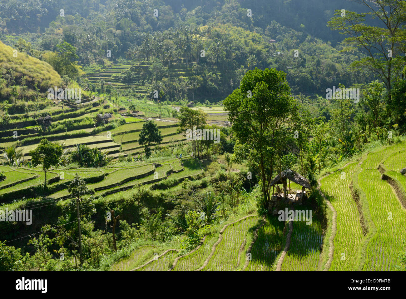Reisernte In Feldern Stockfotos und -bilder Kaufen - Alamy