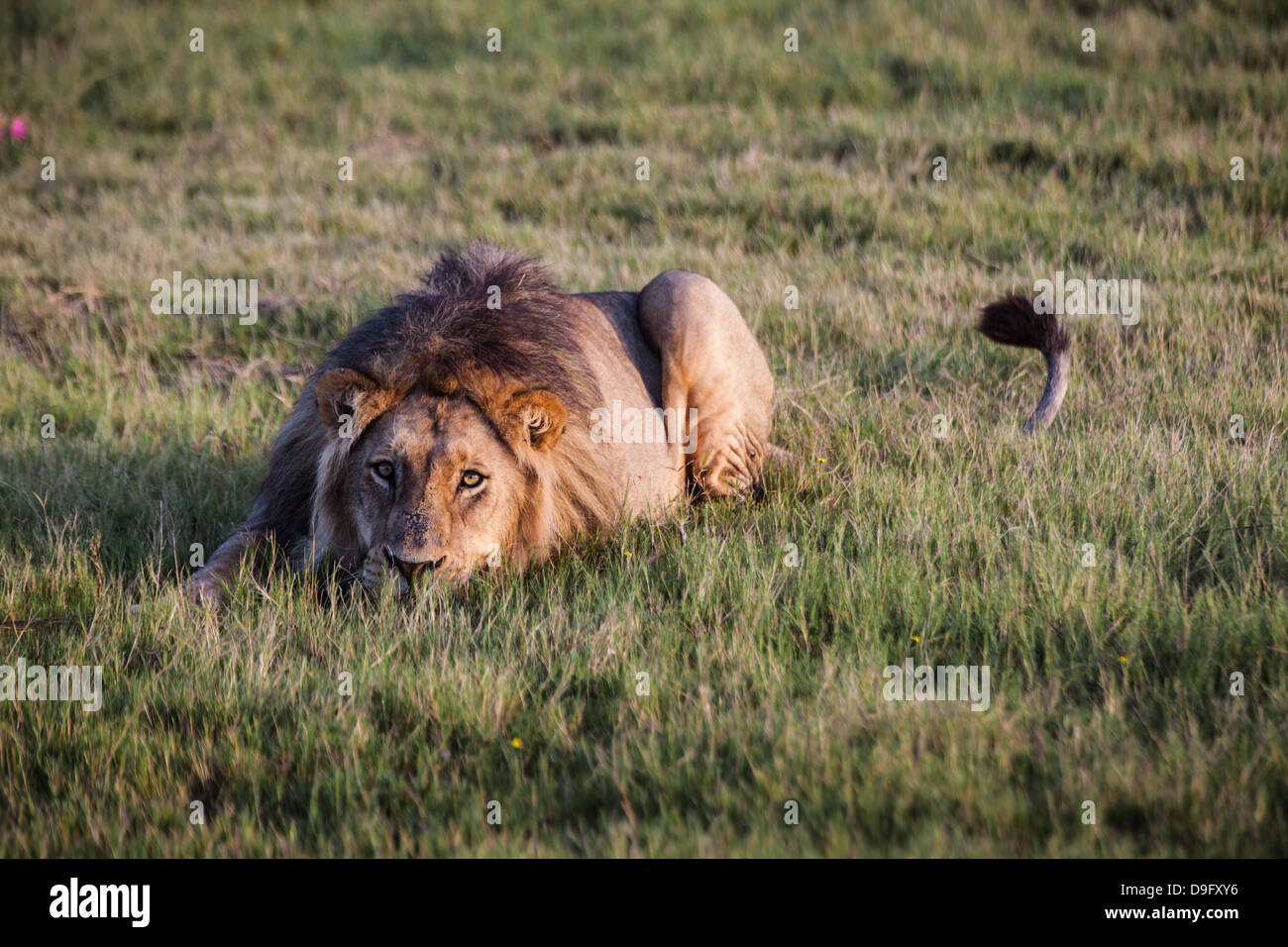 Cat Like Stockfotos und -bilder Kaufen - Alamy
