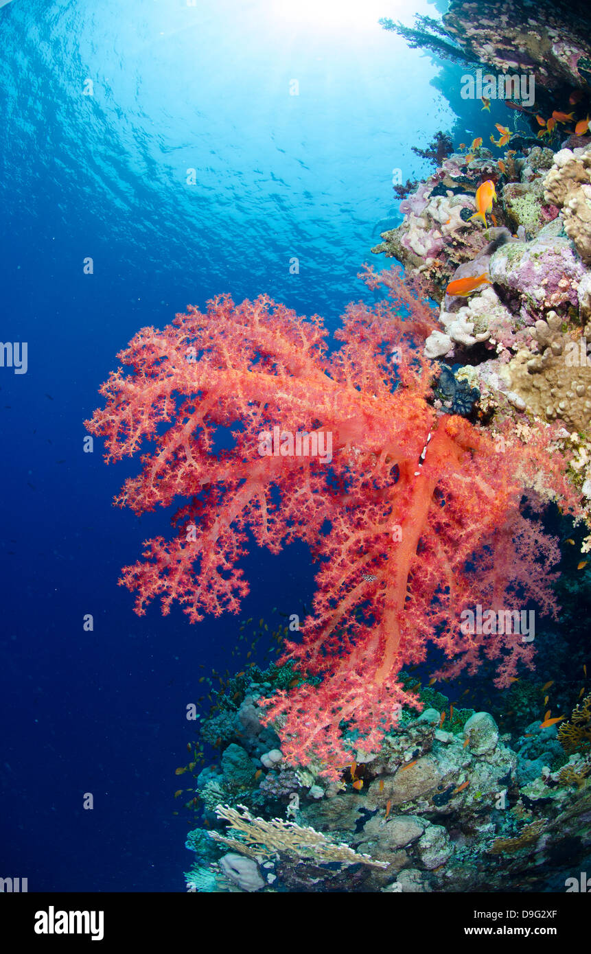 Rosa Weichkorallen, Ras Mohammed National Park, Sharm el-Sheikh, Rotes ...
