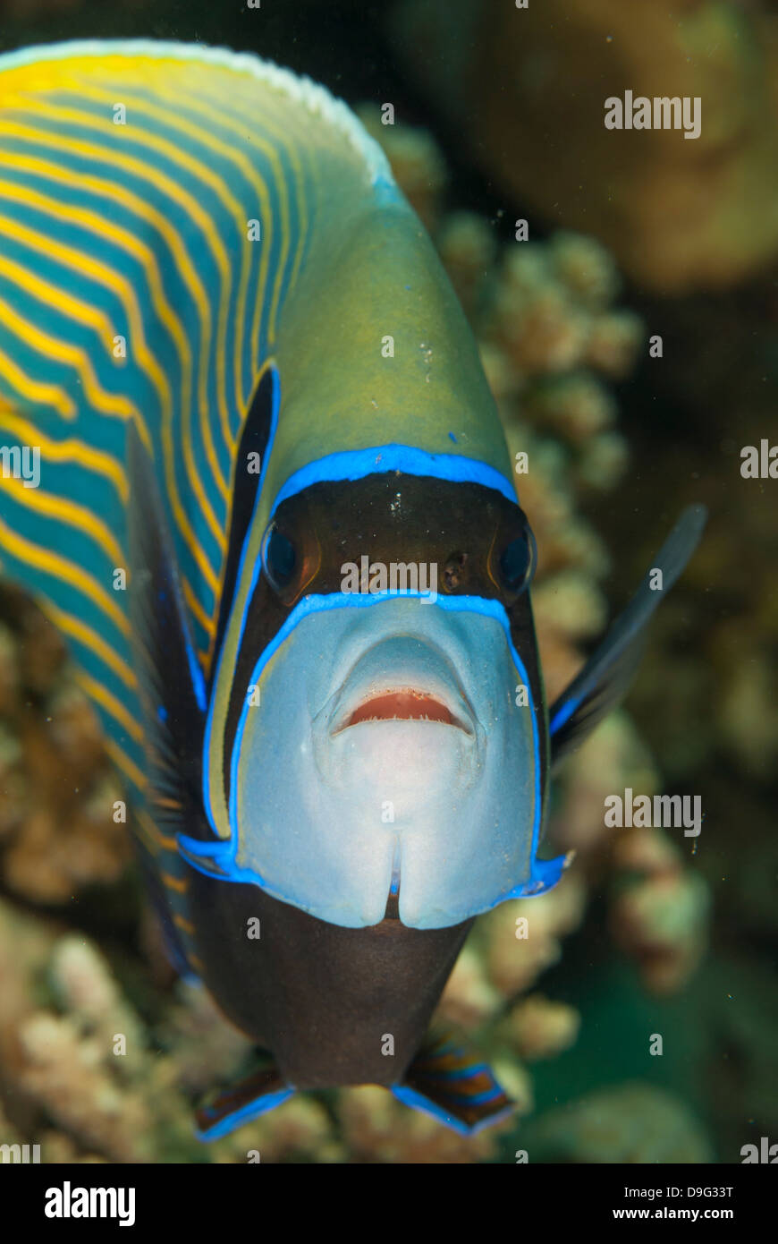 Kaiser Kaiserfisch (Pomacanthus Imperator) close-up, Naama Bay, aus ...
