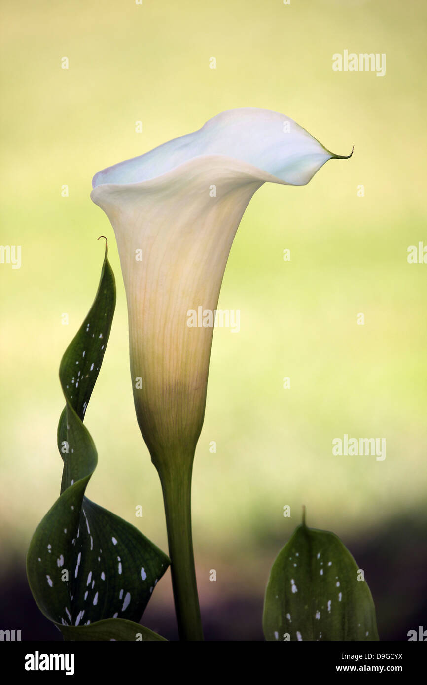 Calla hautnah -Fotos und -Bildmaterial in hoher Auflösung – Alamy